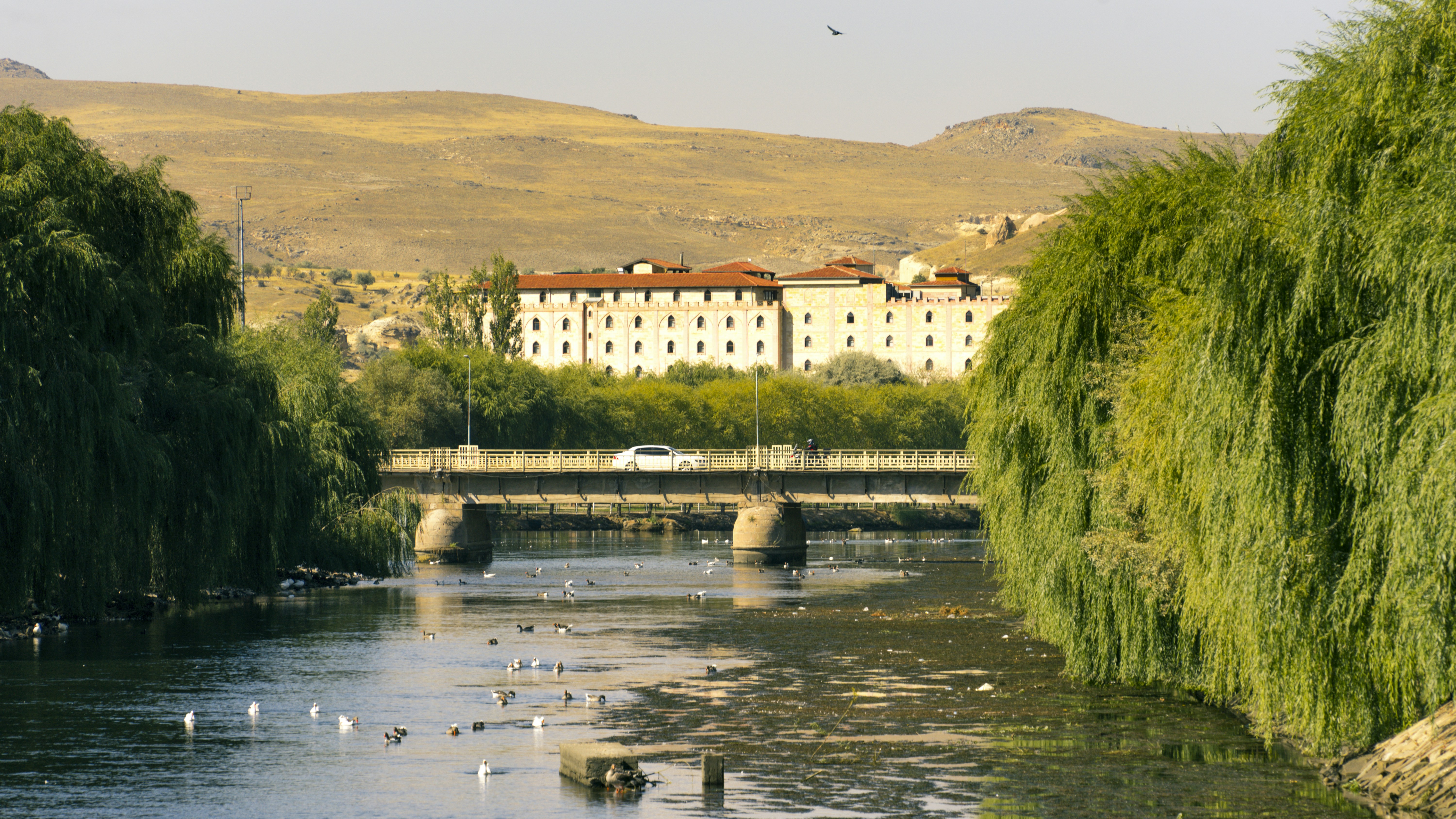 Riverside Harmony: A Quiet Highway of Willows and Water