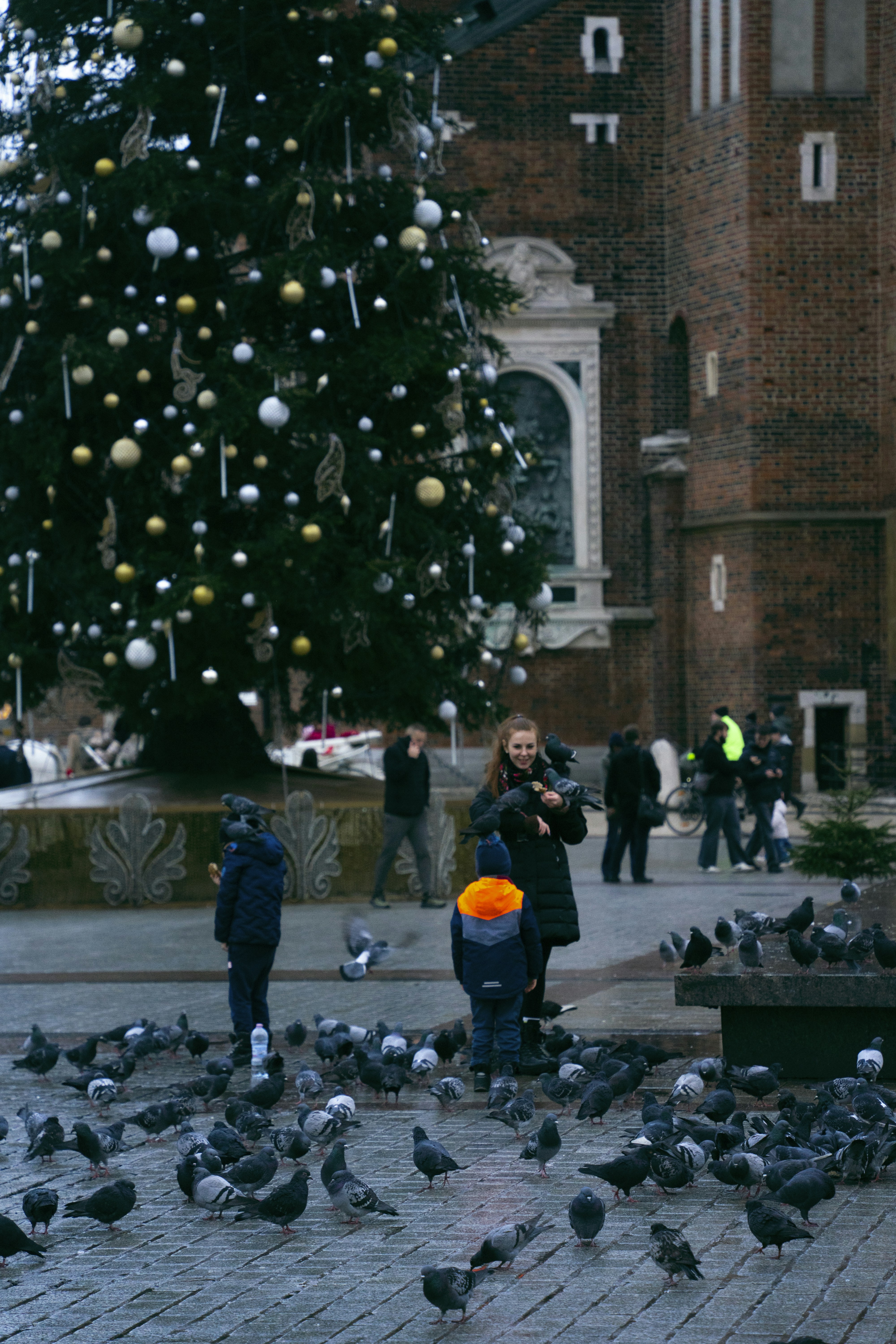Festive Square: A Christmas Tree, Pigeons, and Quiet Moments by the Cathedral