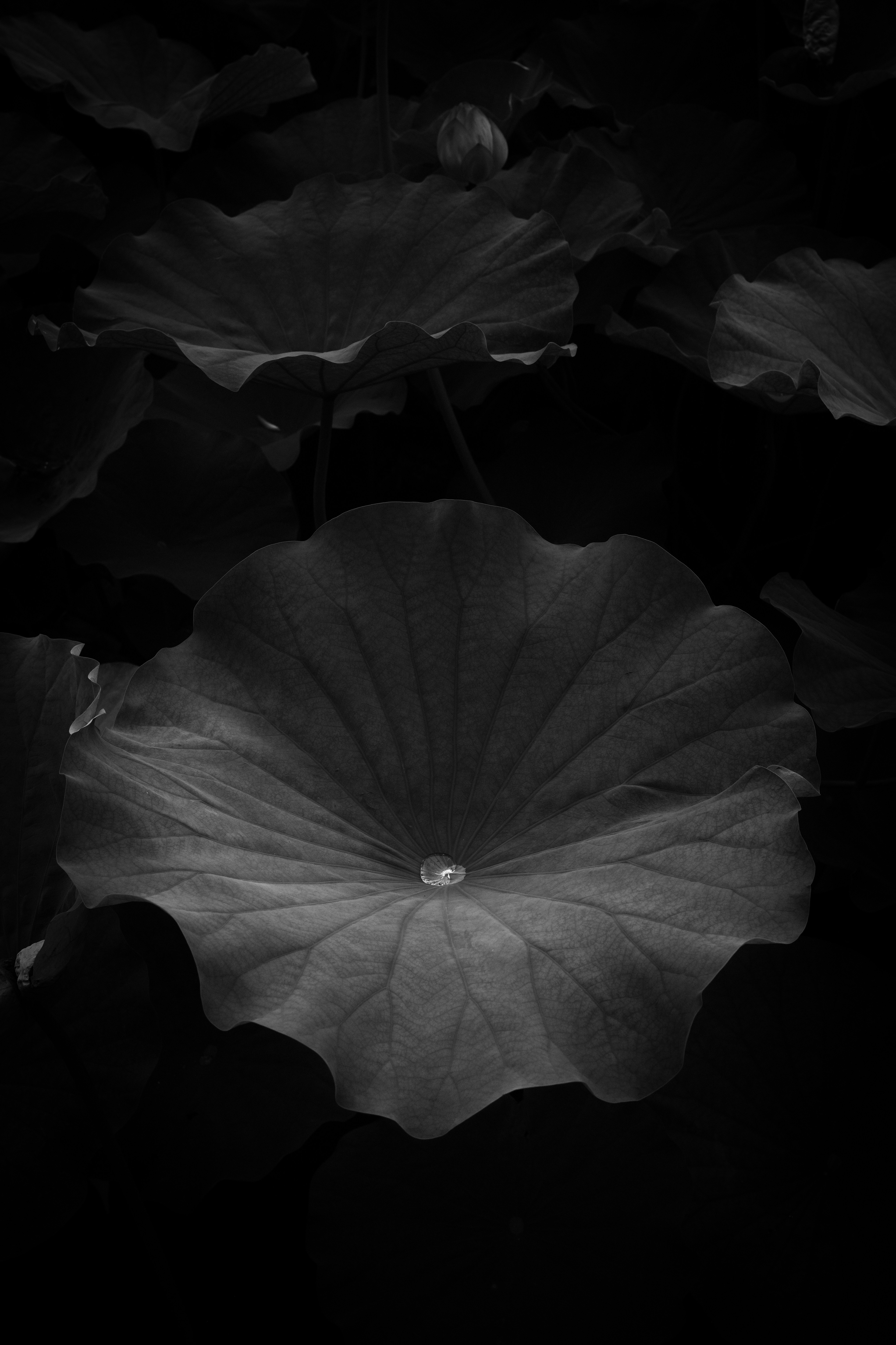 Lone Lotus in the Dark: A Quiet Monochrome Bloom