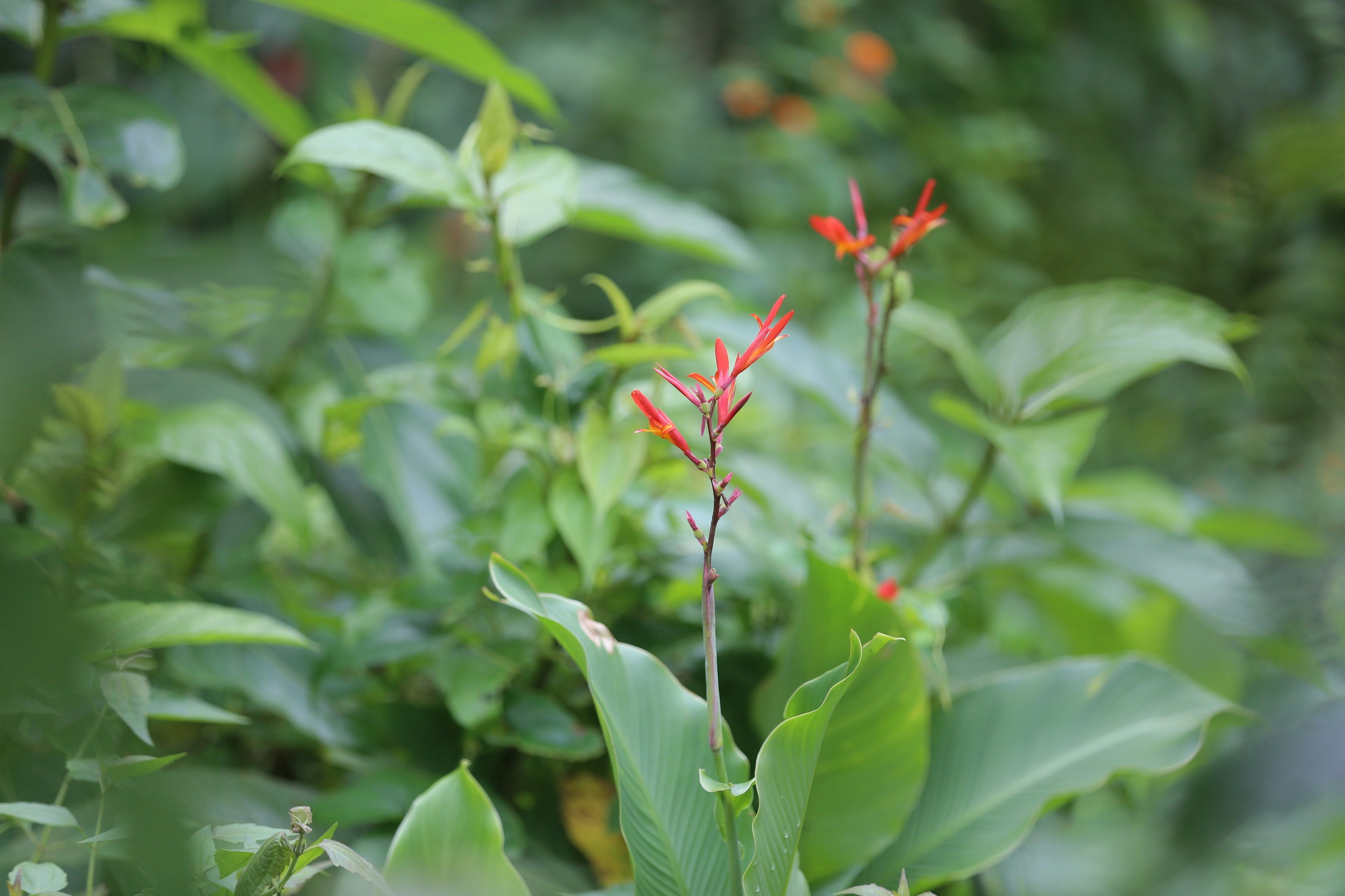 Close-up of bright red tropical flowers emerging among broad green leaves and blurred background foliage.