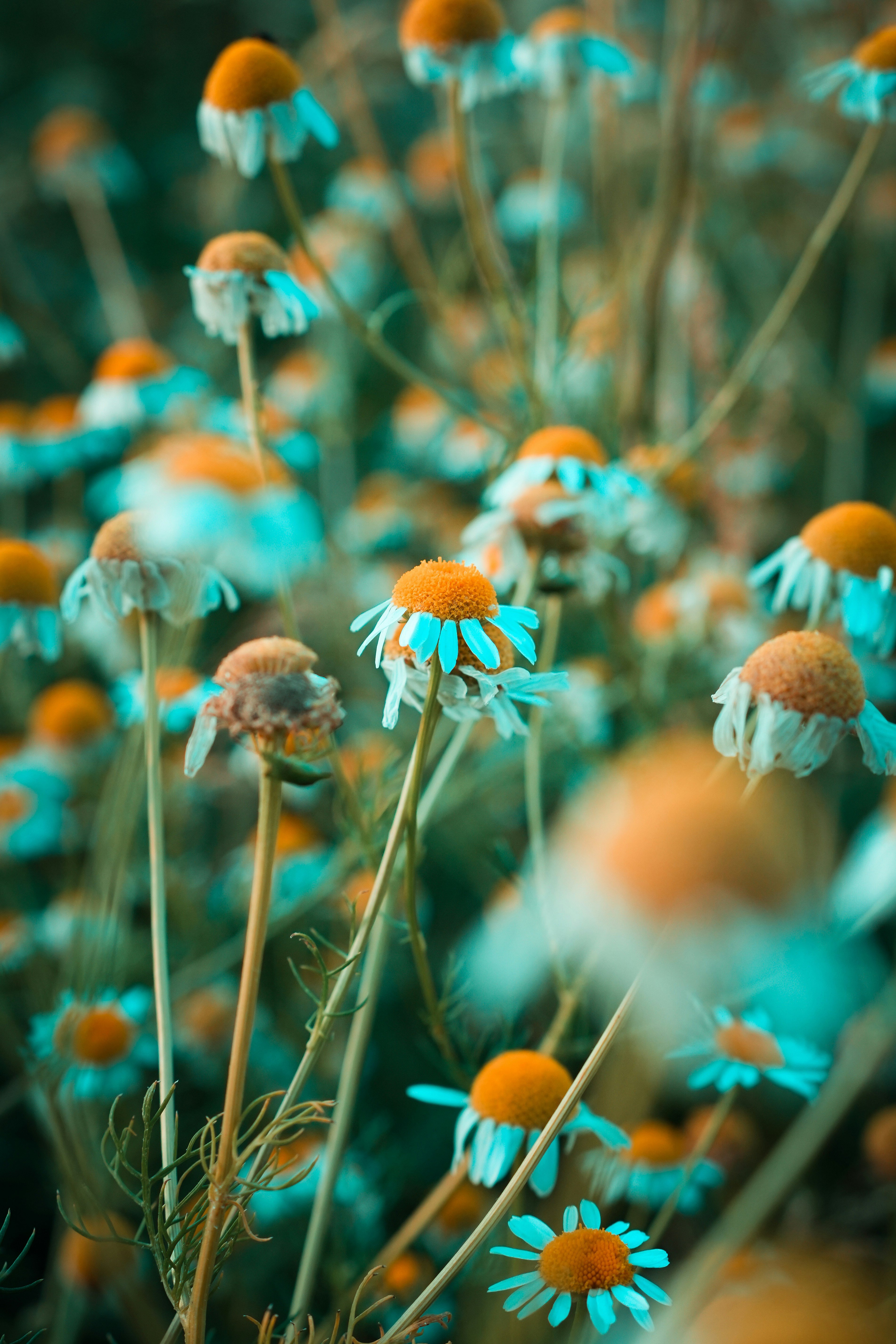 Vivid Daisies in a Turquoise Field