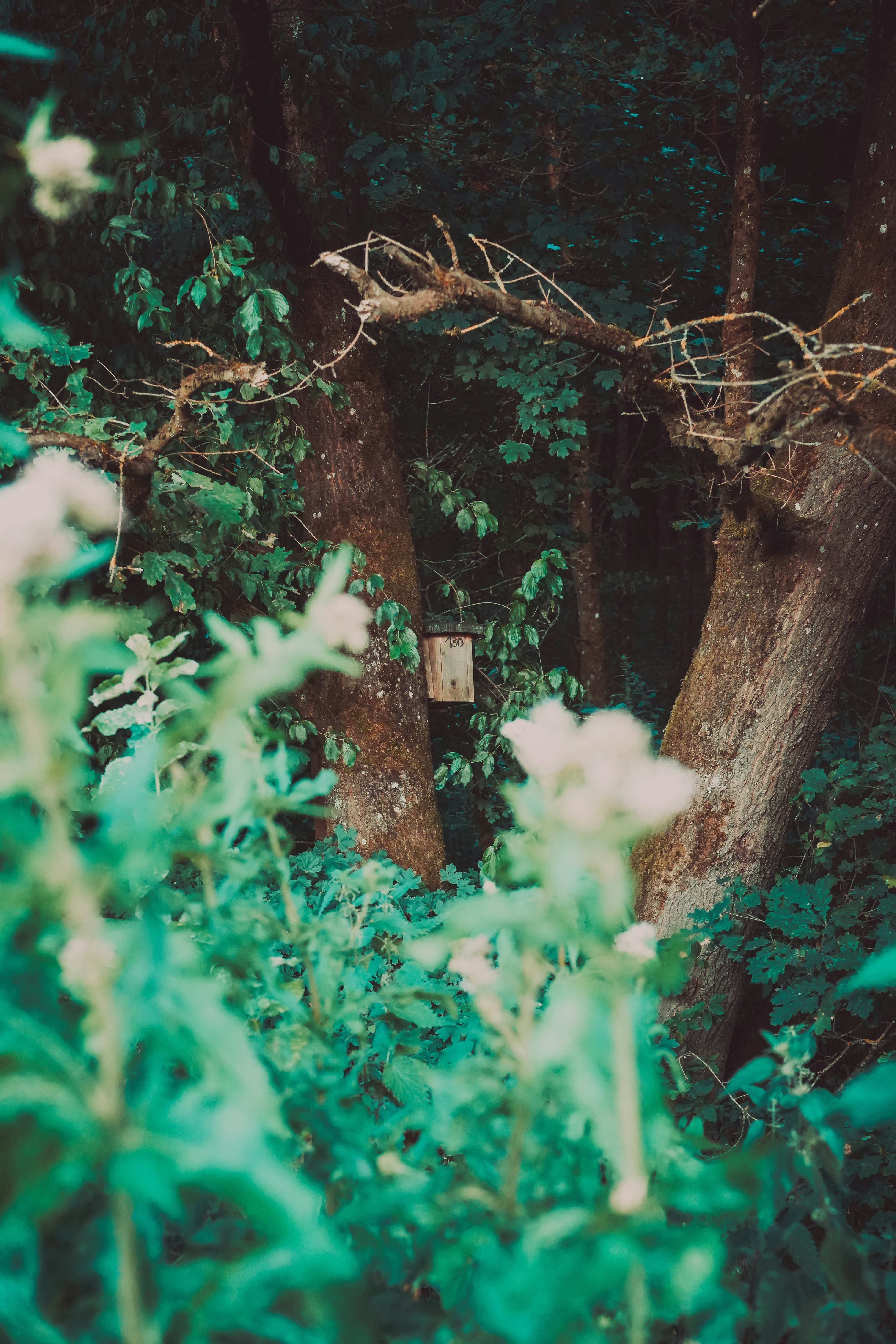 Hidden Birdbox Between Tree Trunks in a Lush Green Understory