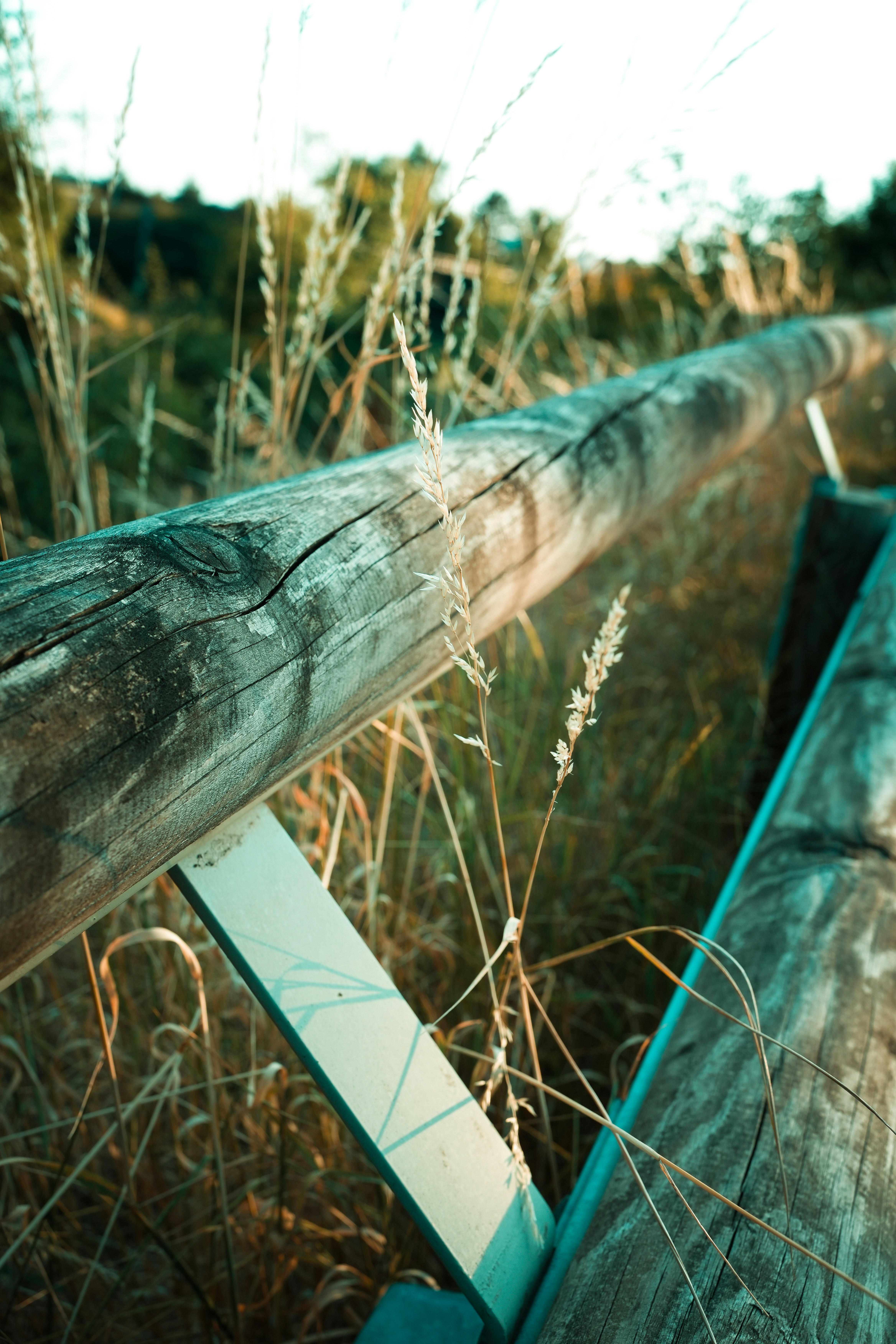 Weathered Railings and Wild Grasses: A Quiet Fence-Line Moment