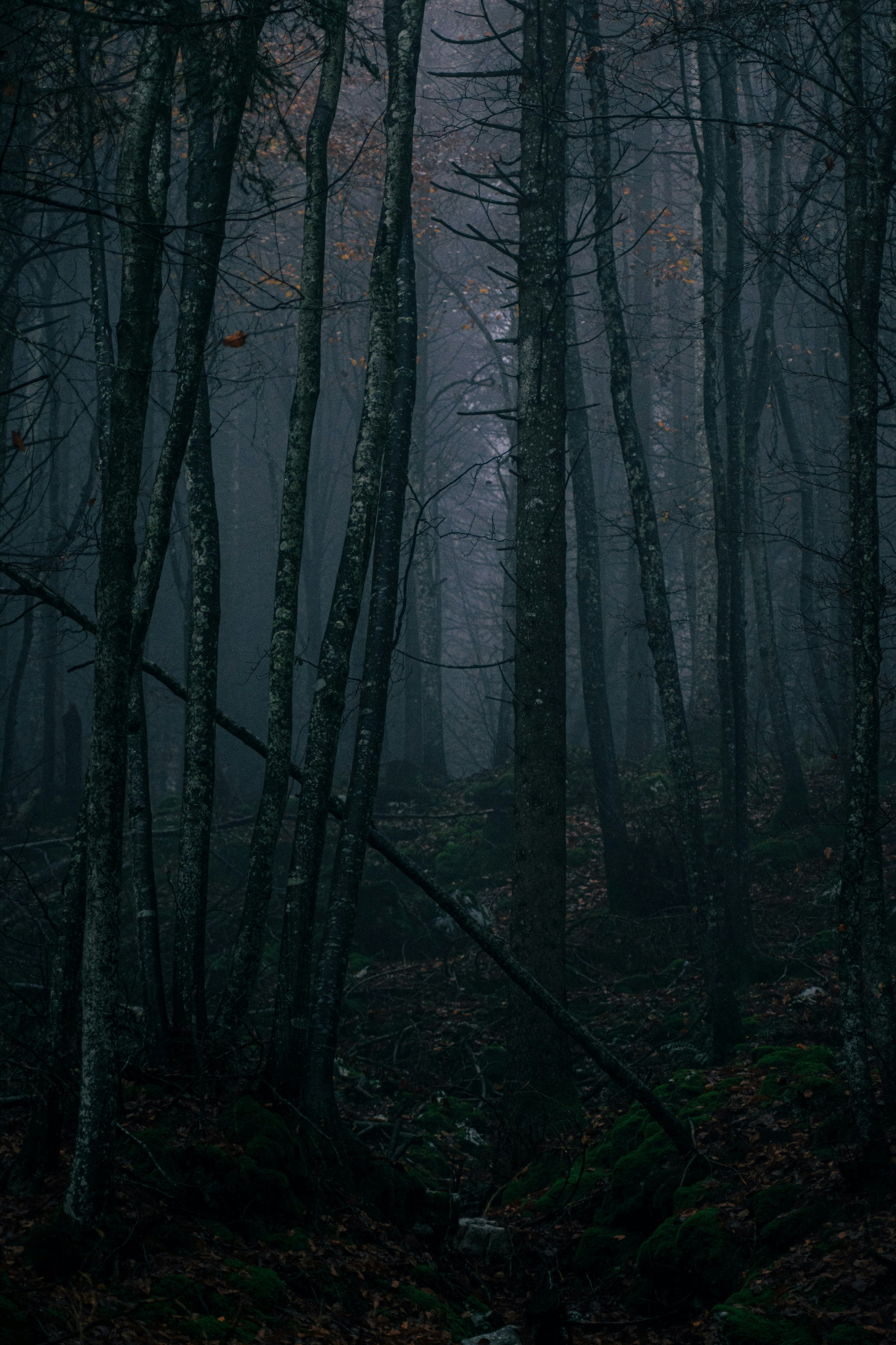 Mist-veiled Forest Path: Echoes Between Trunks