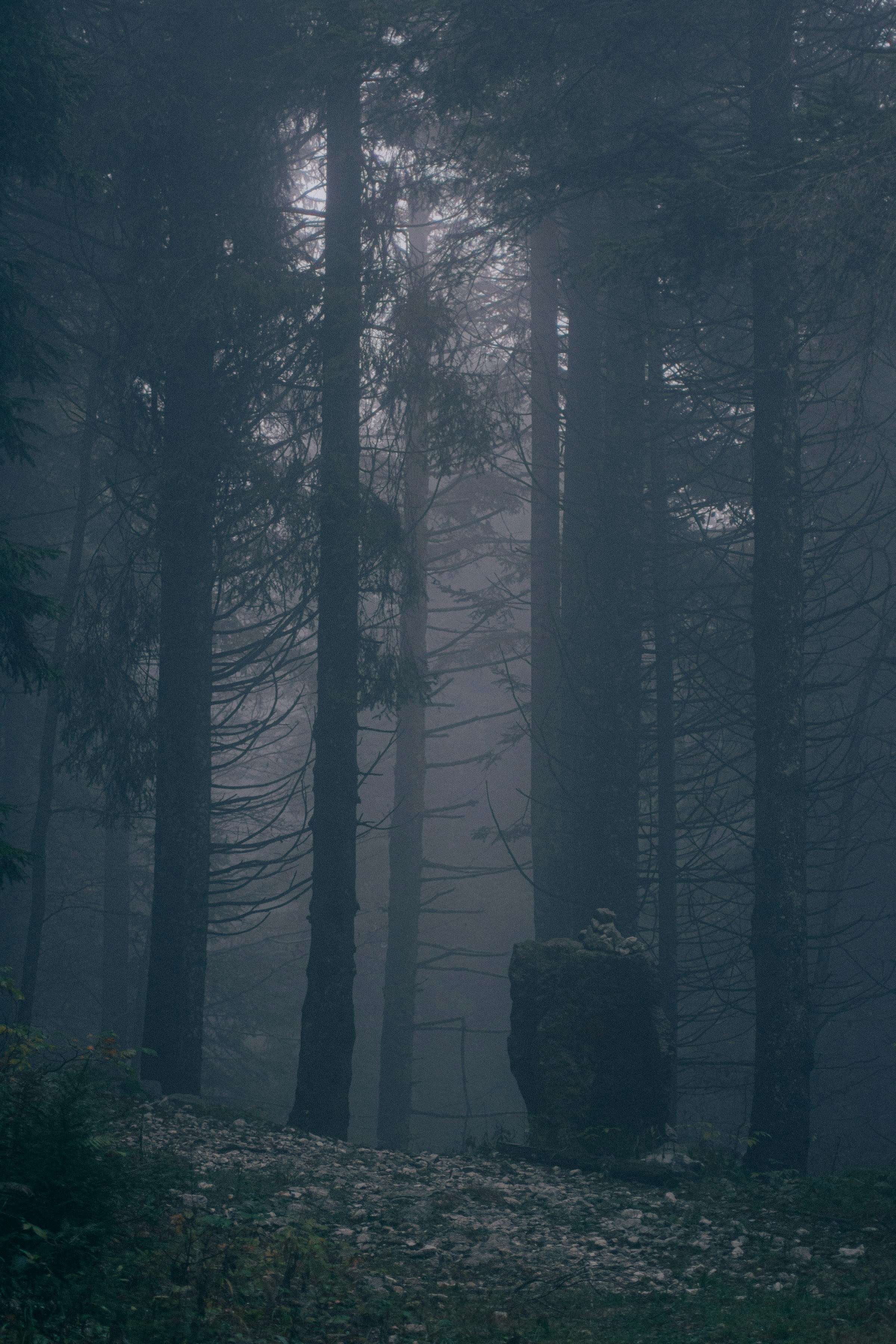 Whispering Pines in a Veiled Morning