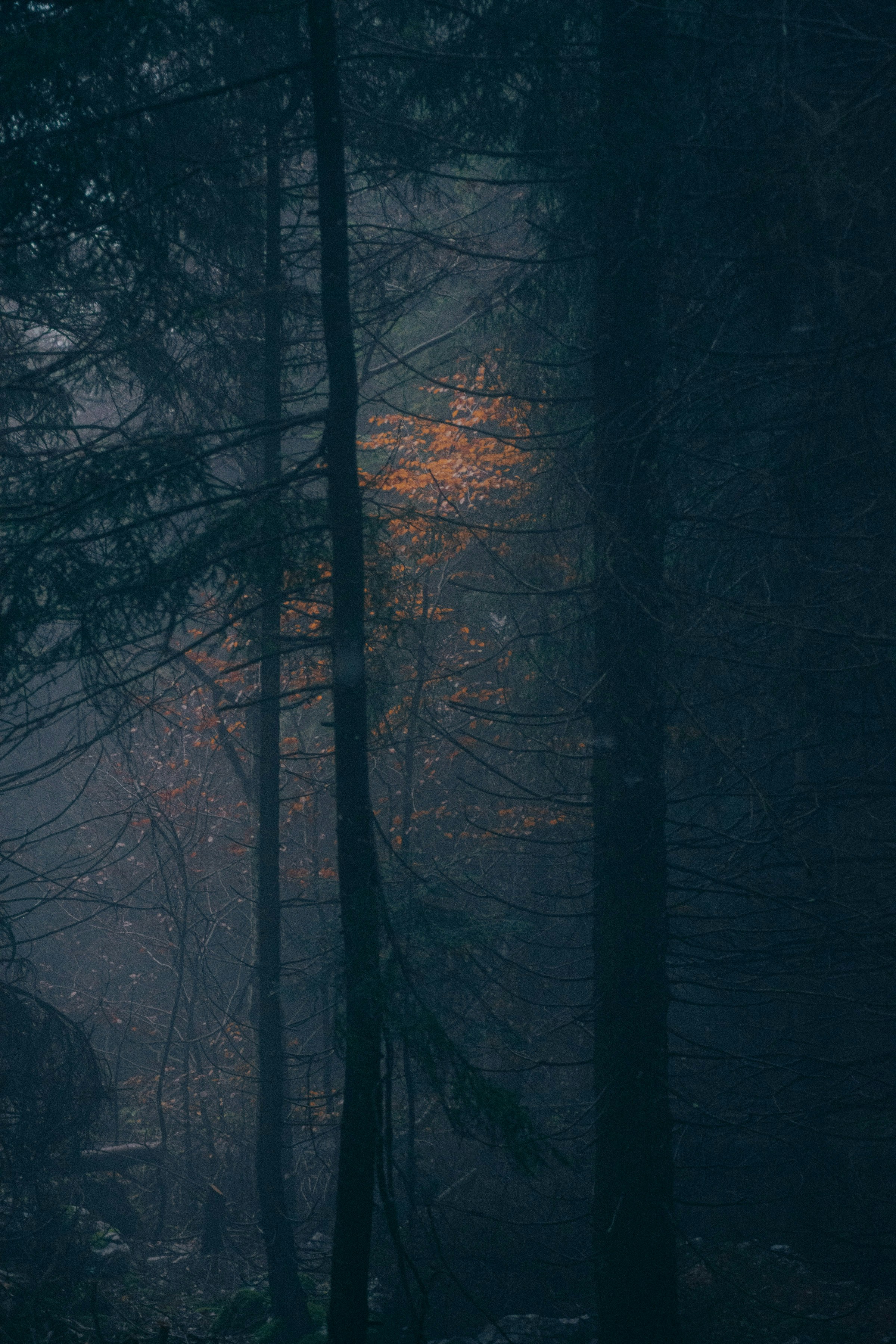 Amber Urgency Through a Velvet Forest