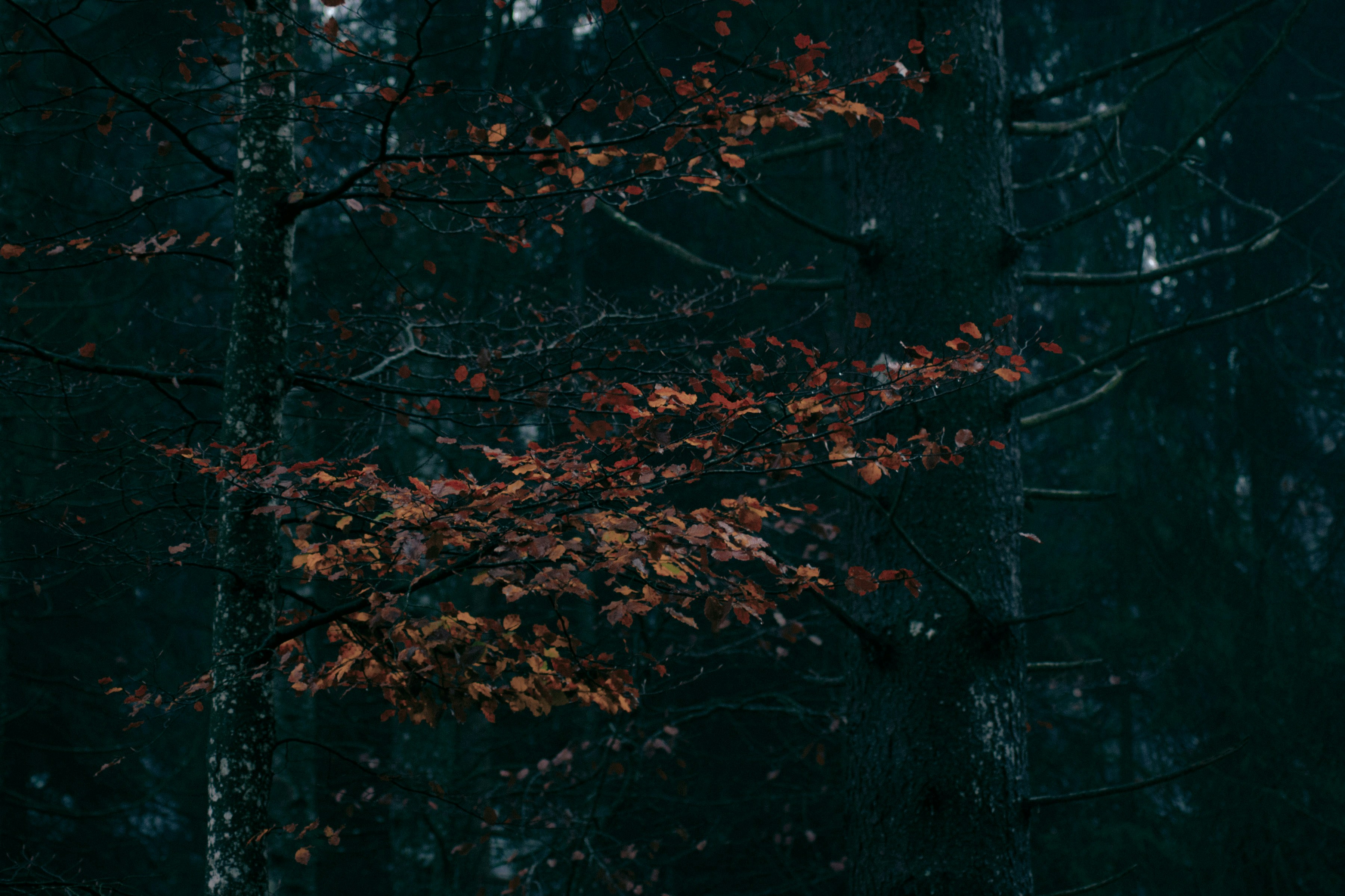 Whisper of Autumn in the Dark Forest