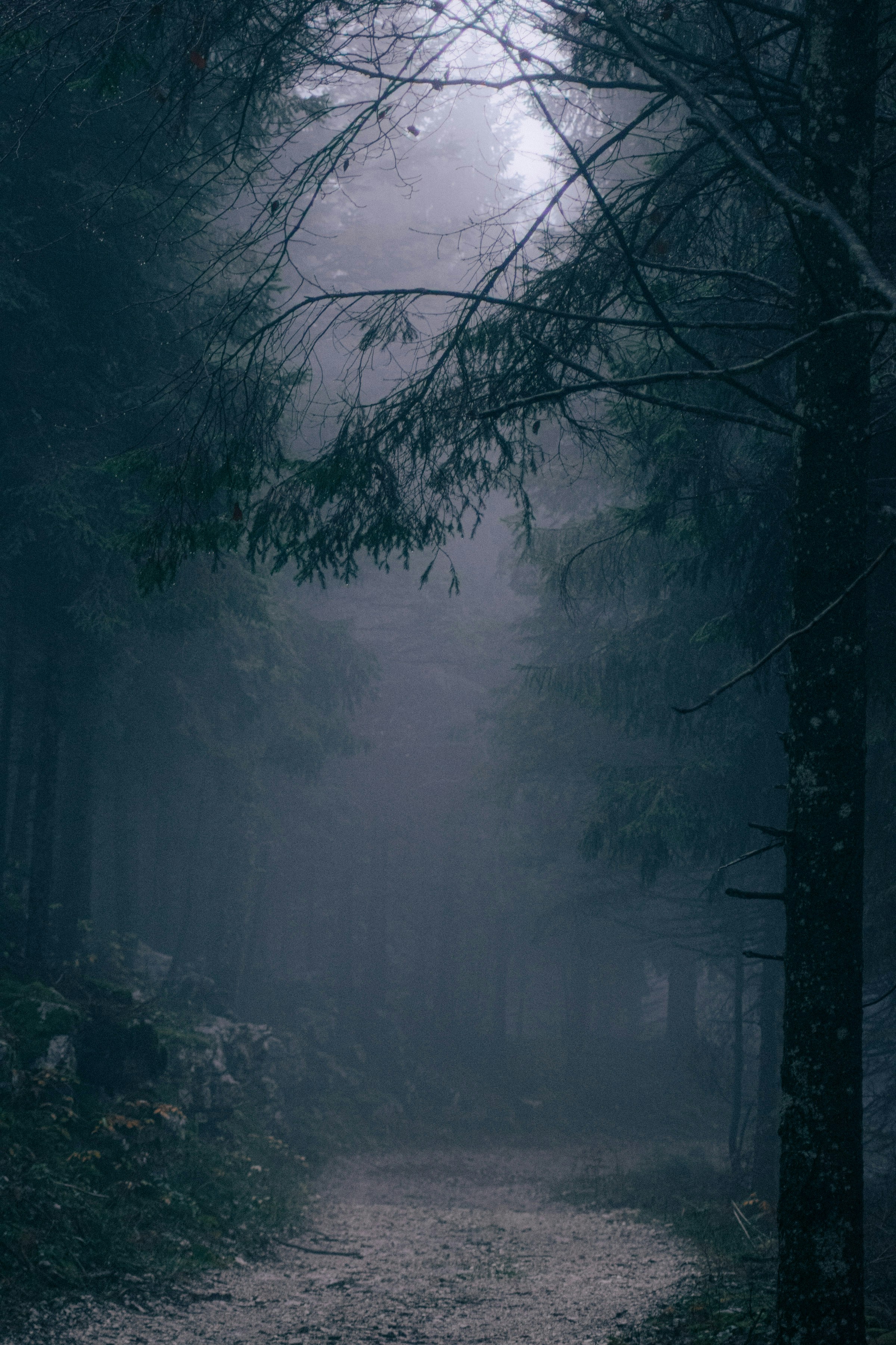 Mist-veiled Forest Path Opening into Quiet Depths