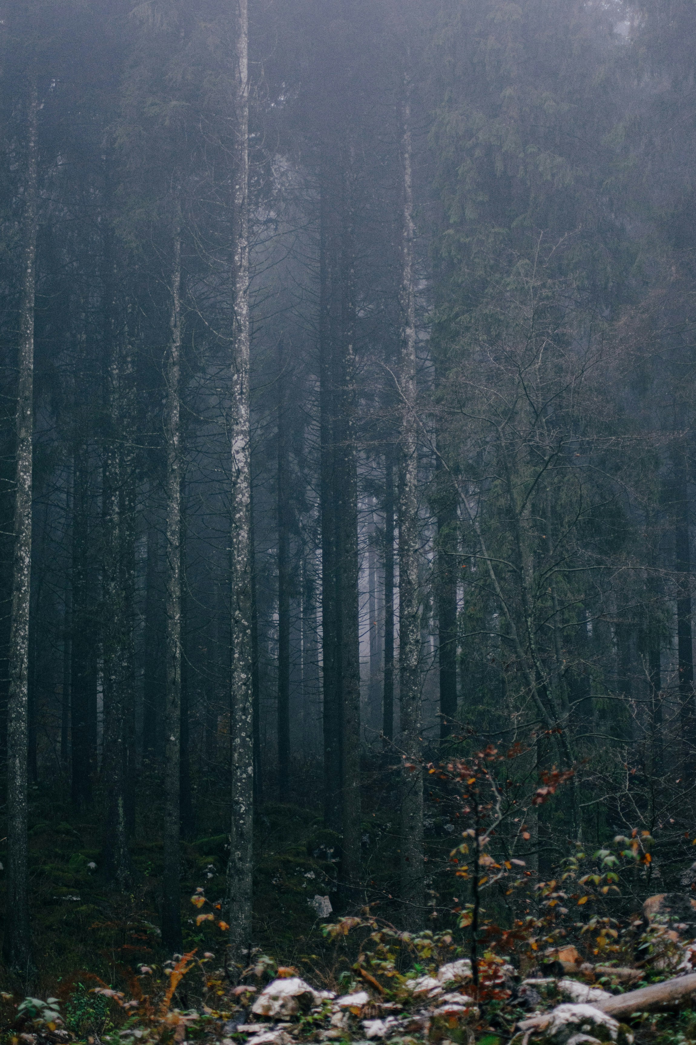 Fogged Pines: A Quiet Cathedral of Trees