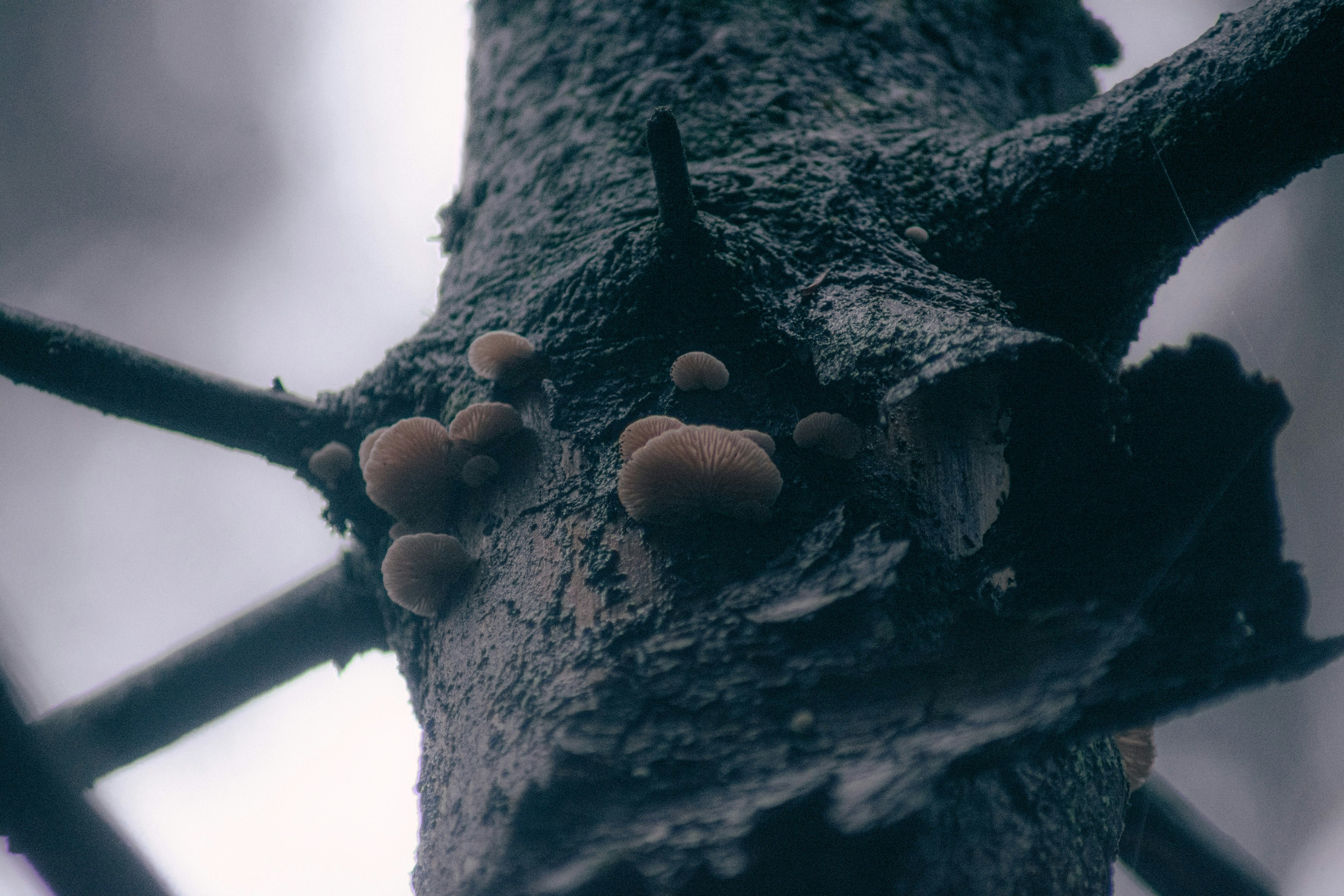 Fungal Clusters on Weathered Bark: A Quiet Microcosm