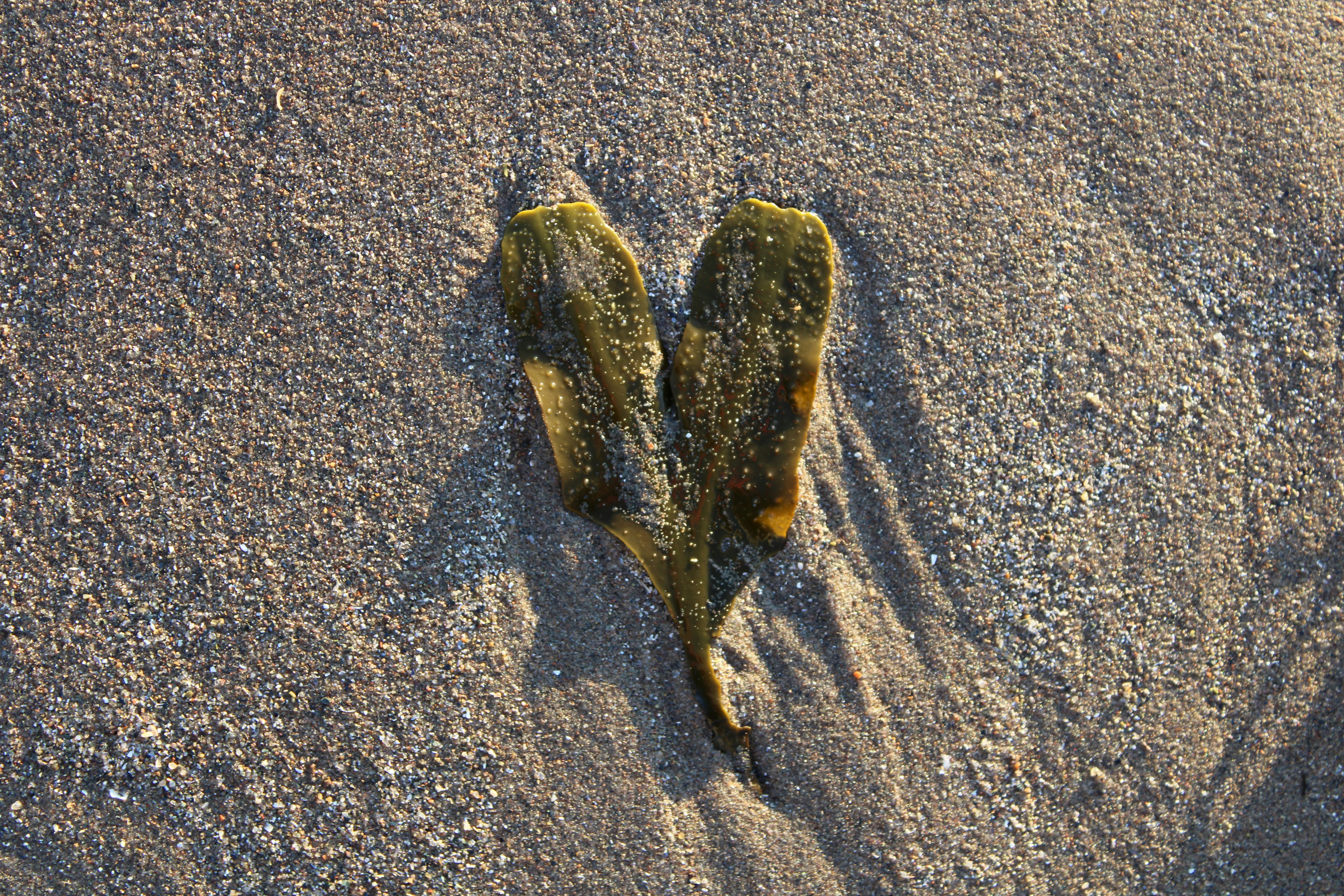 Emerald Seaweed Flora Cast on Silky Beach Sand