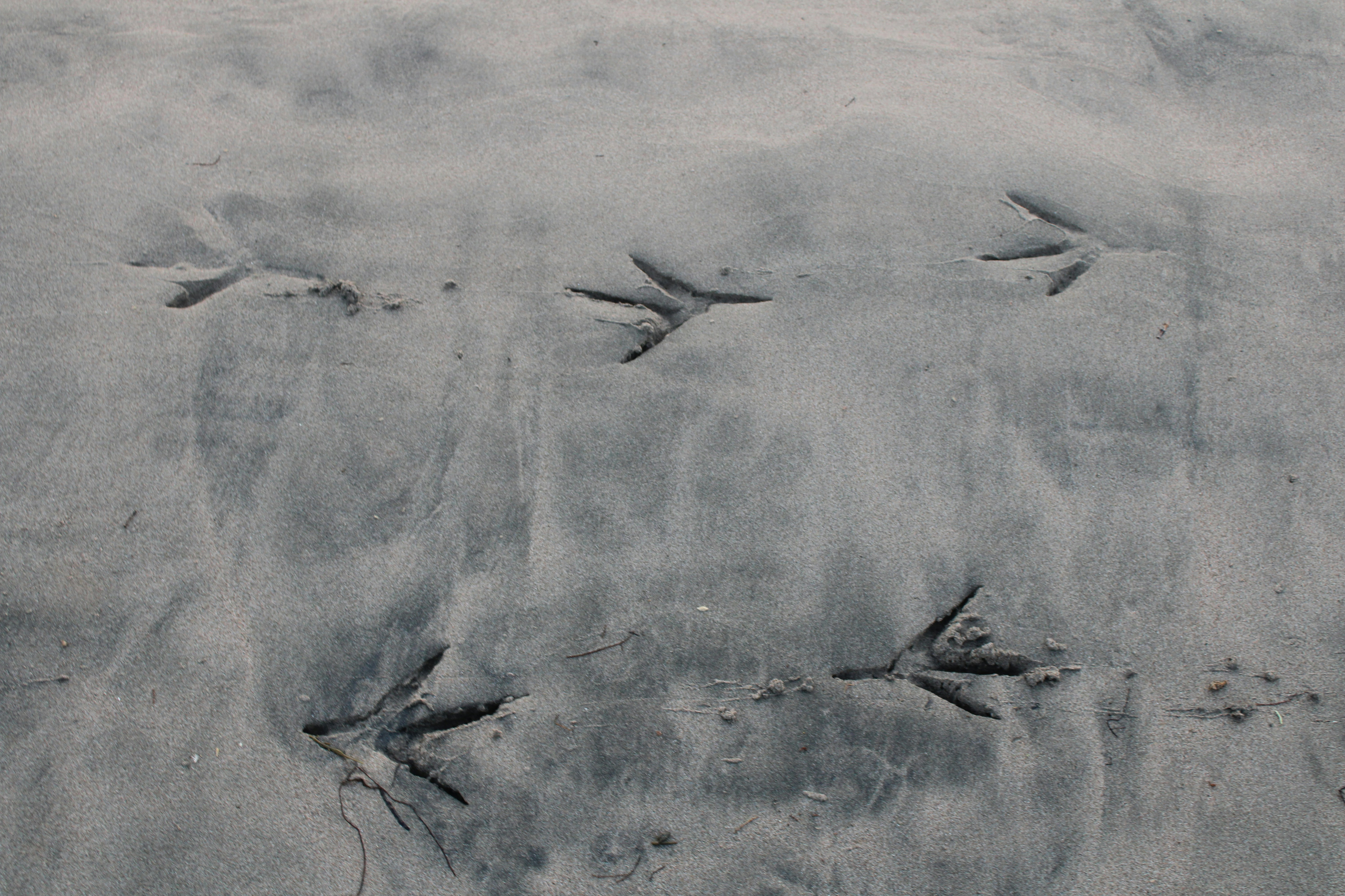 Footprints in Evening Sand: Ghostly Gulls of the Tidal Shore