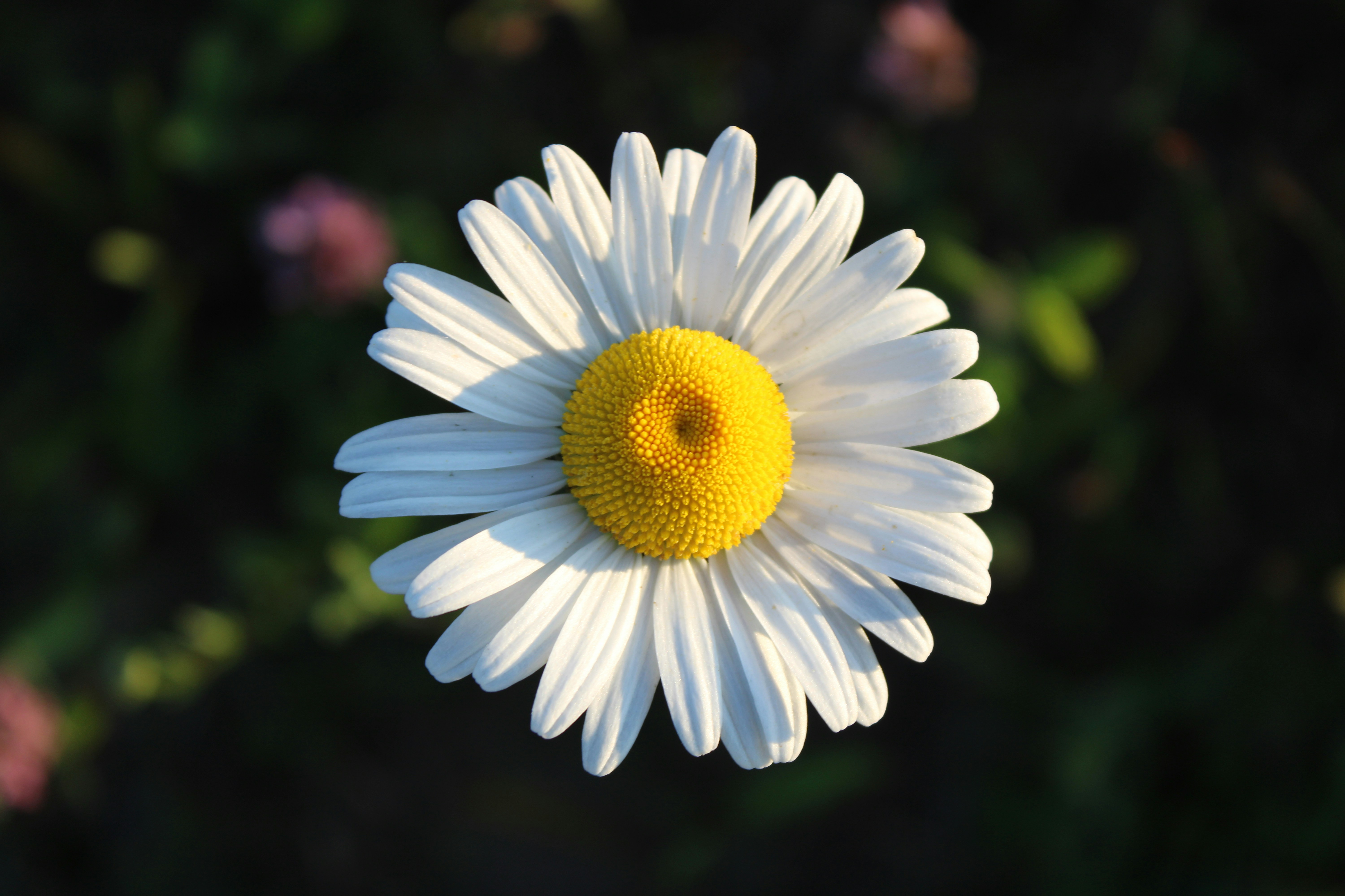 Bright daisy with white petals and a vivid yellow center stands against a dark blurred background; the image highlights a single flower with subtle green foliage in the background.
