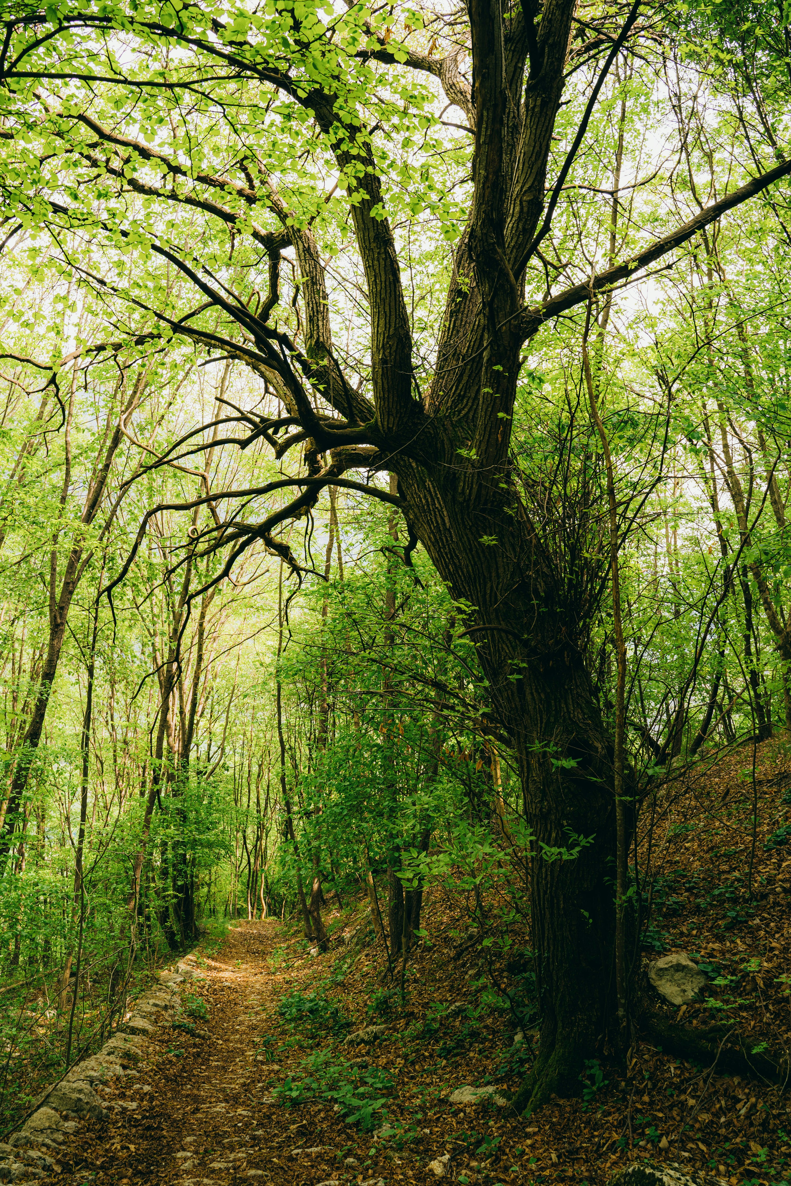 Ancient Oak Overlooking a Sunlit Woodland Path