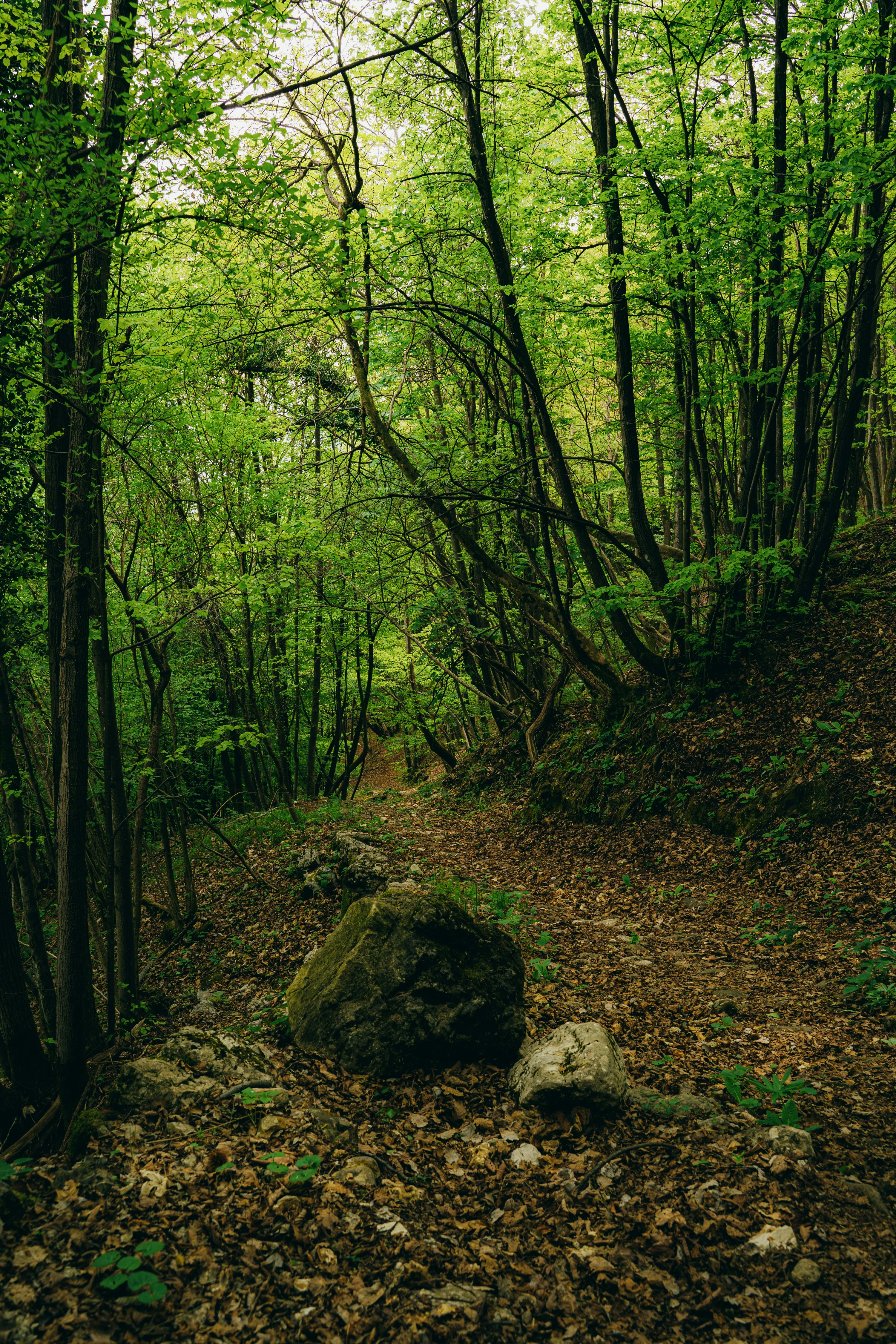 Forest Path with Sunlit Canopy and Moss-Crocked Stones