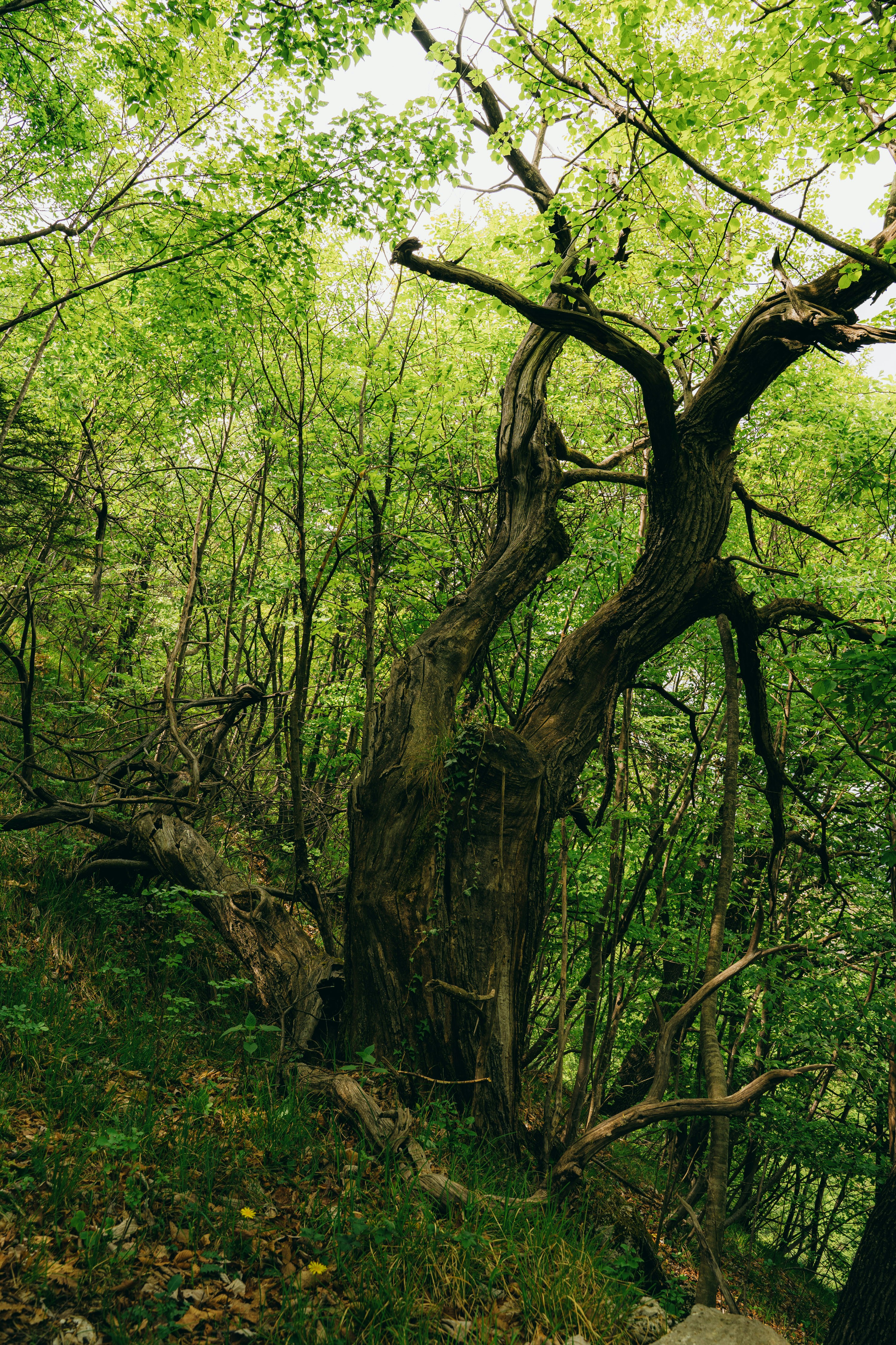 Ancient Willow Skein: Gnarled Trunk Framing a Canopy of Green