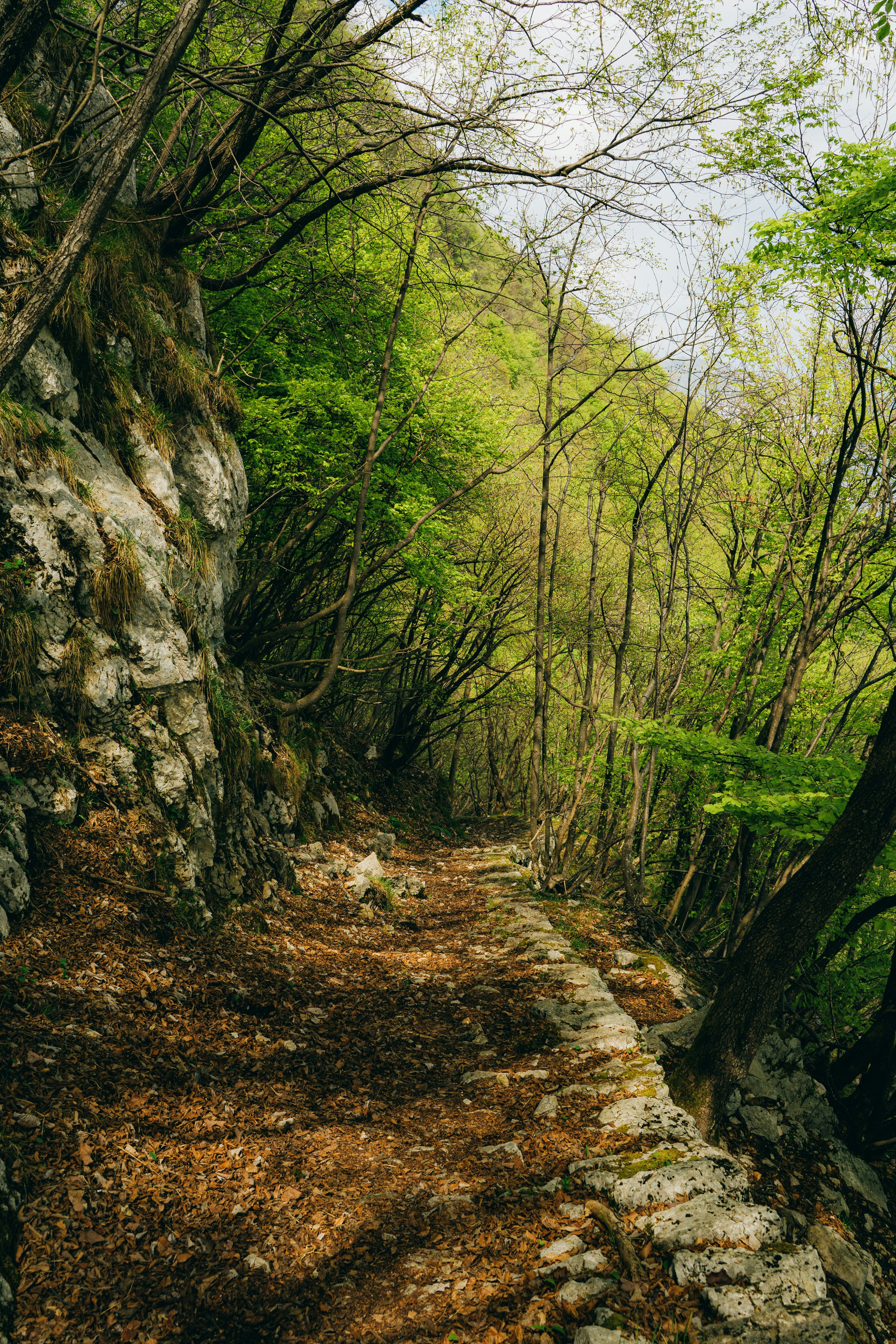 Forest Staircase into the Quiet of Spring