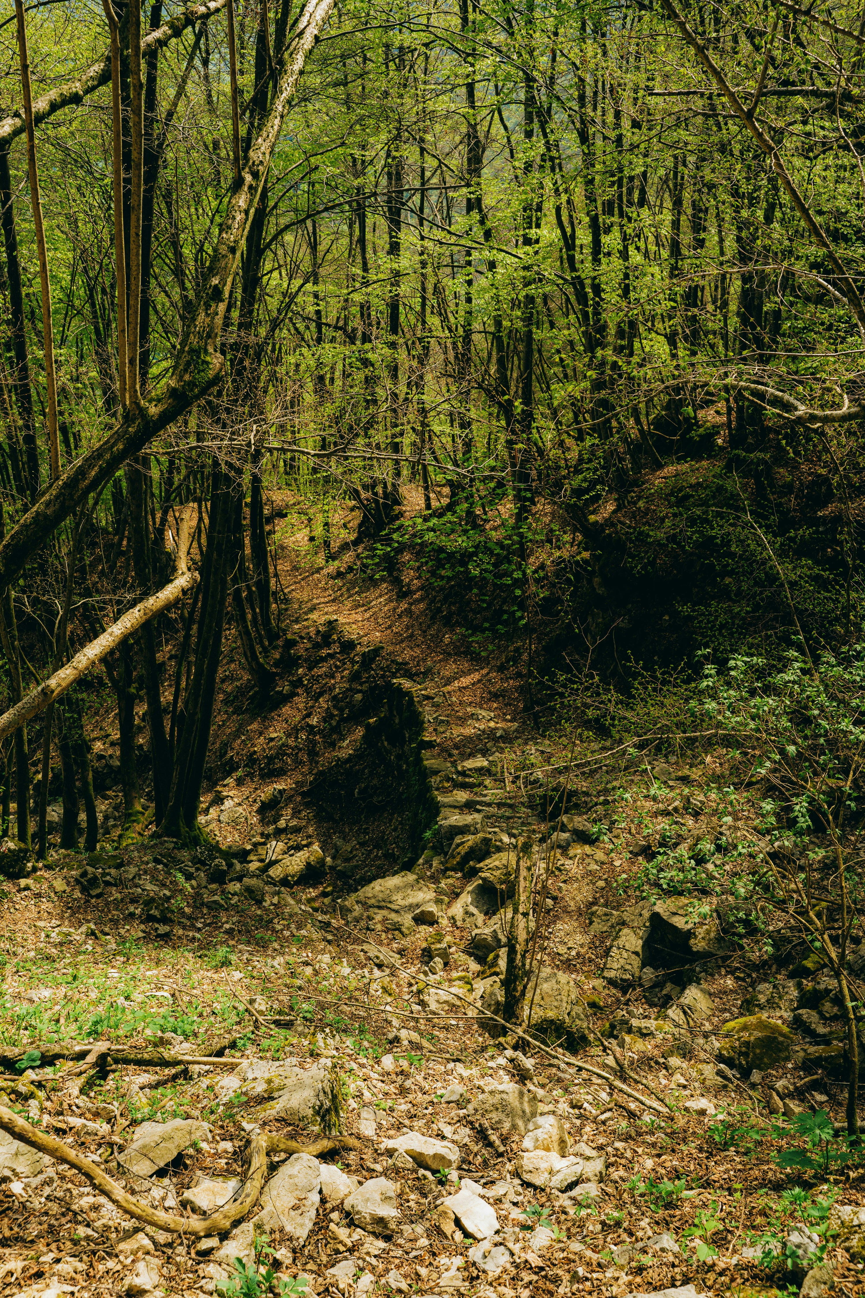 Sunlit Trail through a Mossy Woodland Gorge