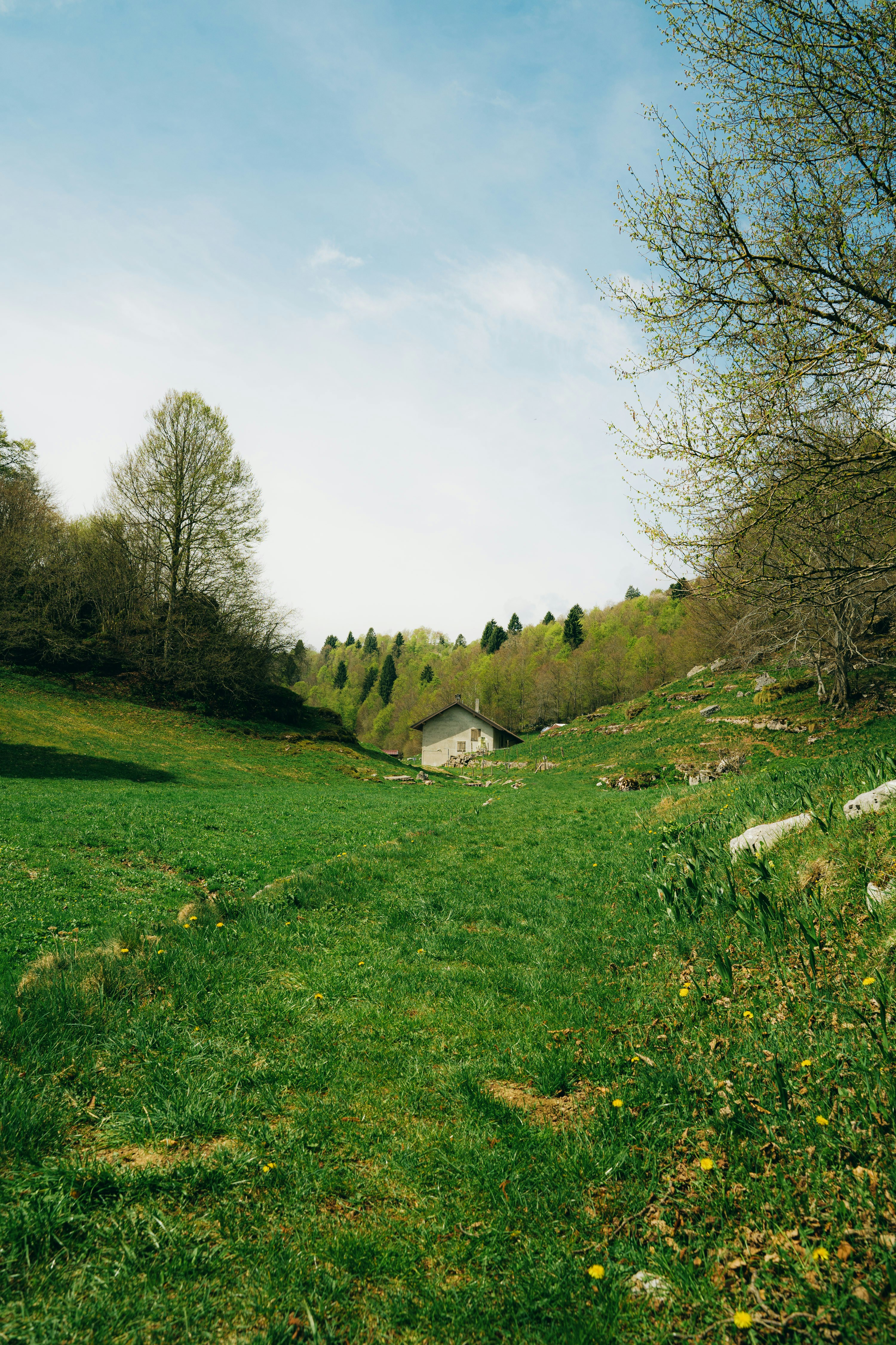 Sunlit Clearing with A Quiet Cottage in the Hills