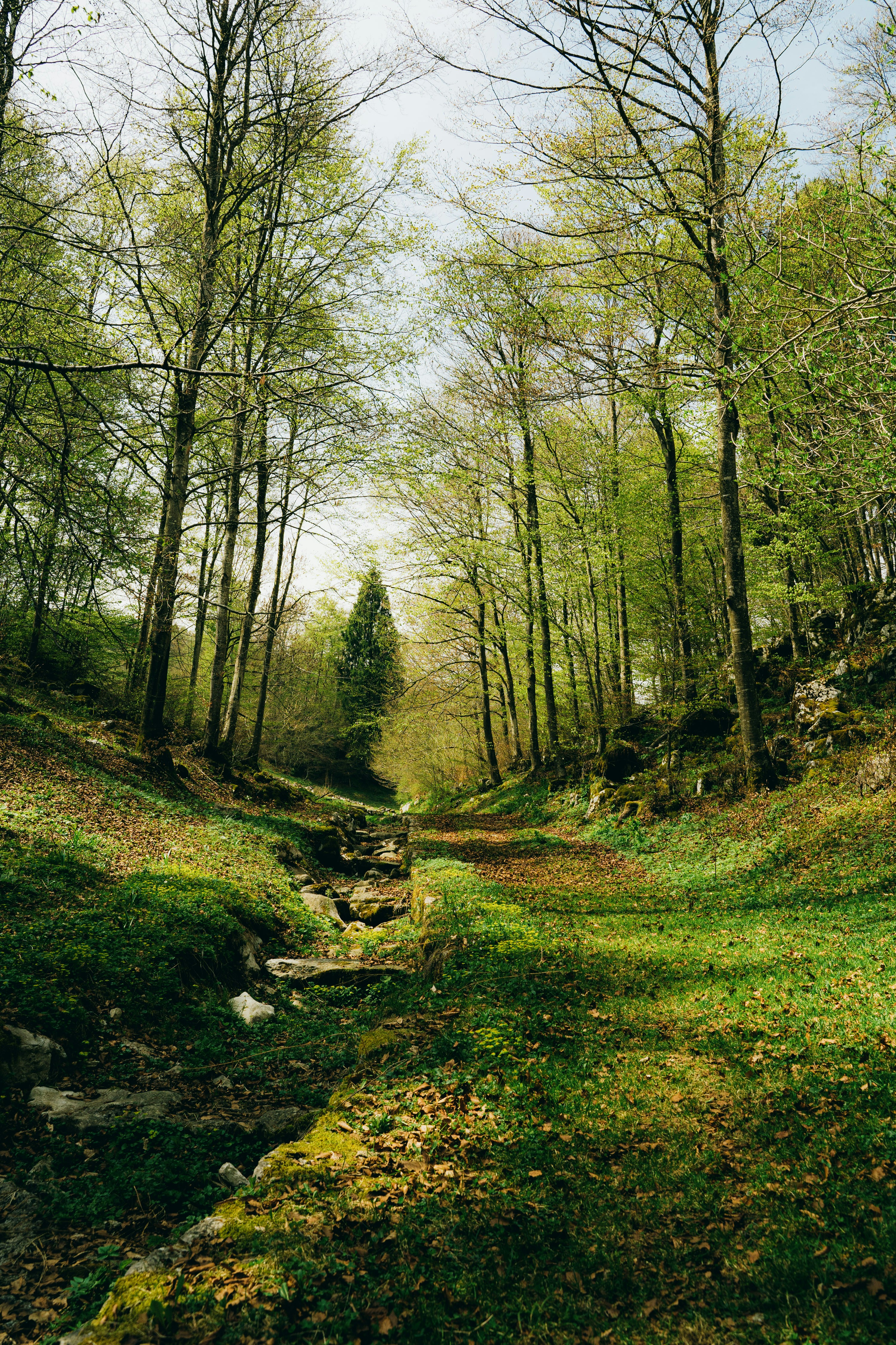 Forest Corridor: A Gentle Path Through Early Spring Light