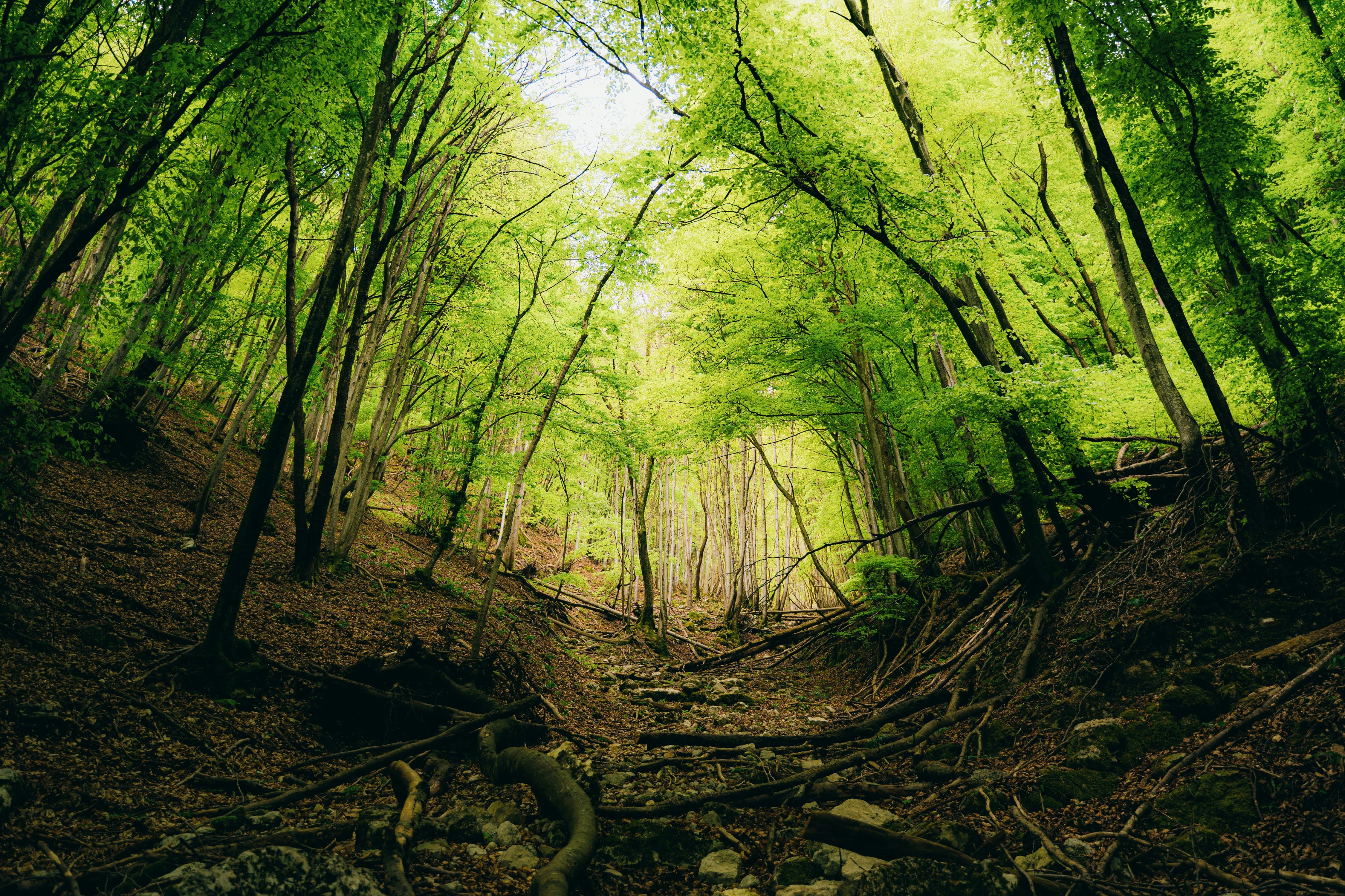 Forest floor confluence: light filtering through fresh spring canopy