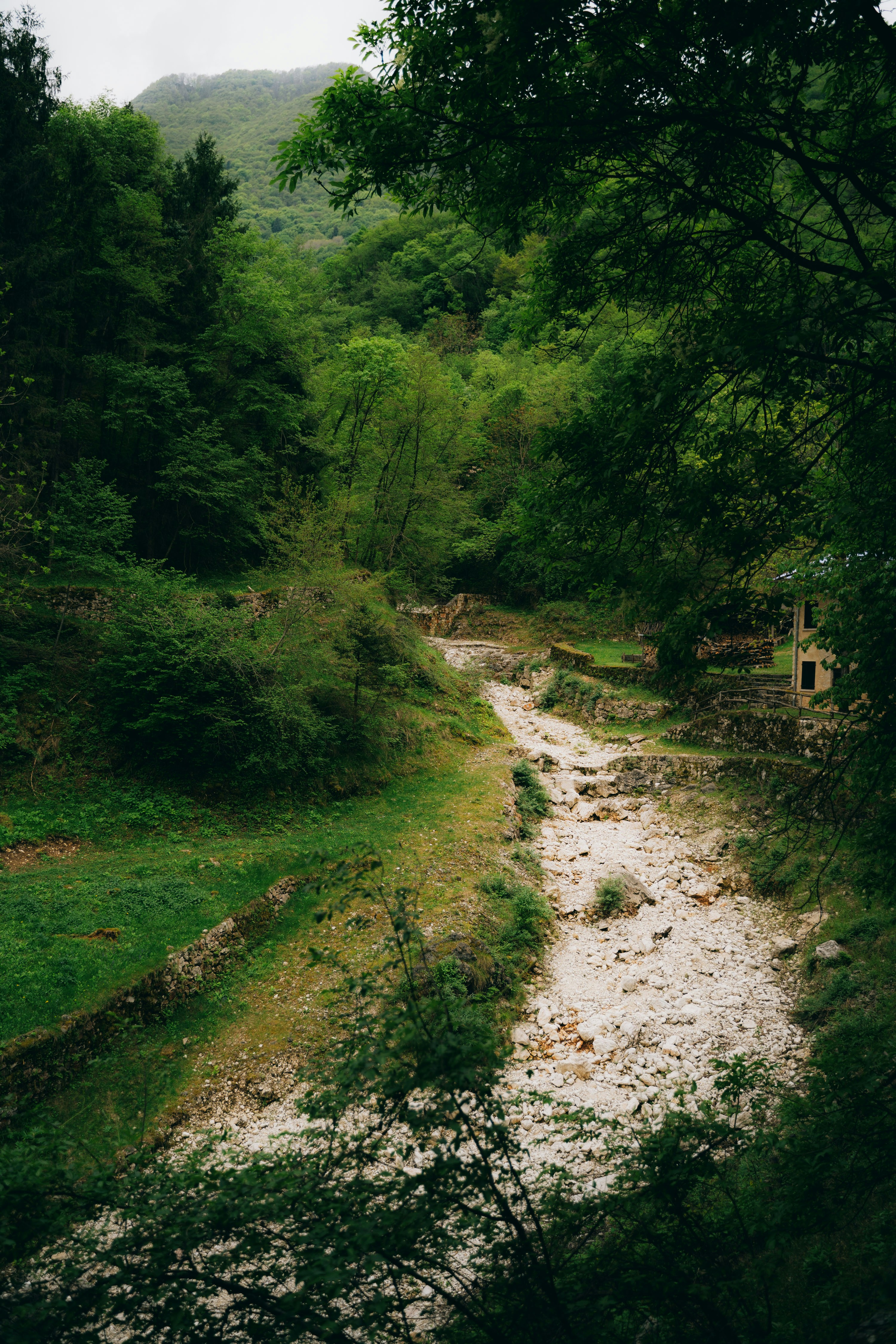 Rugged Stream Winding Through Verdant Ravine