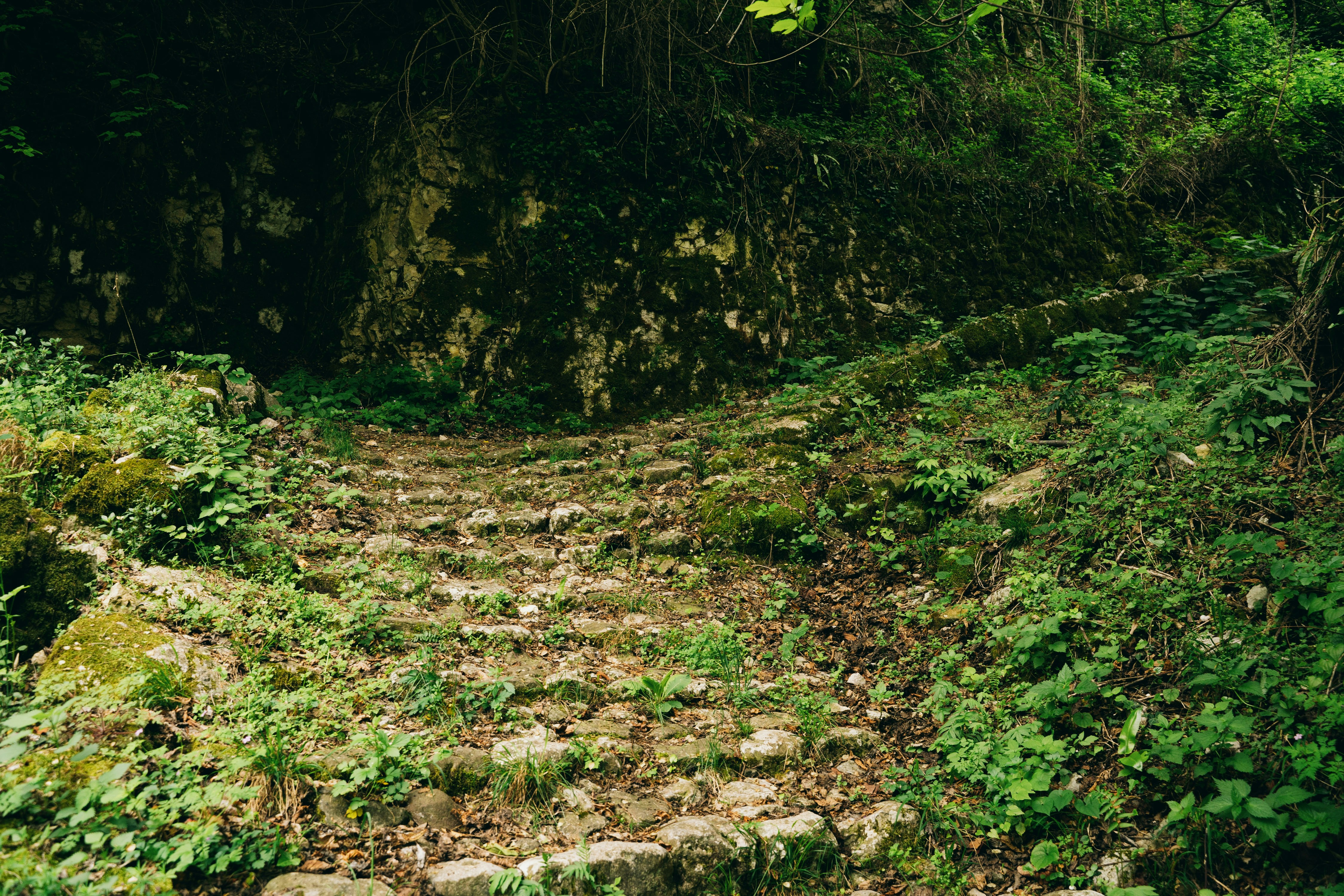 Stone Staircase through a Green Hollow
