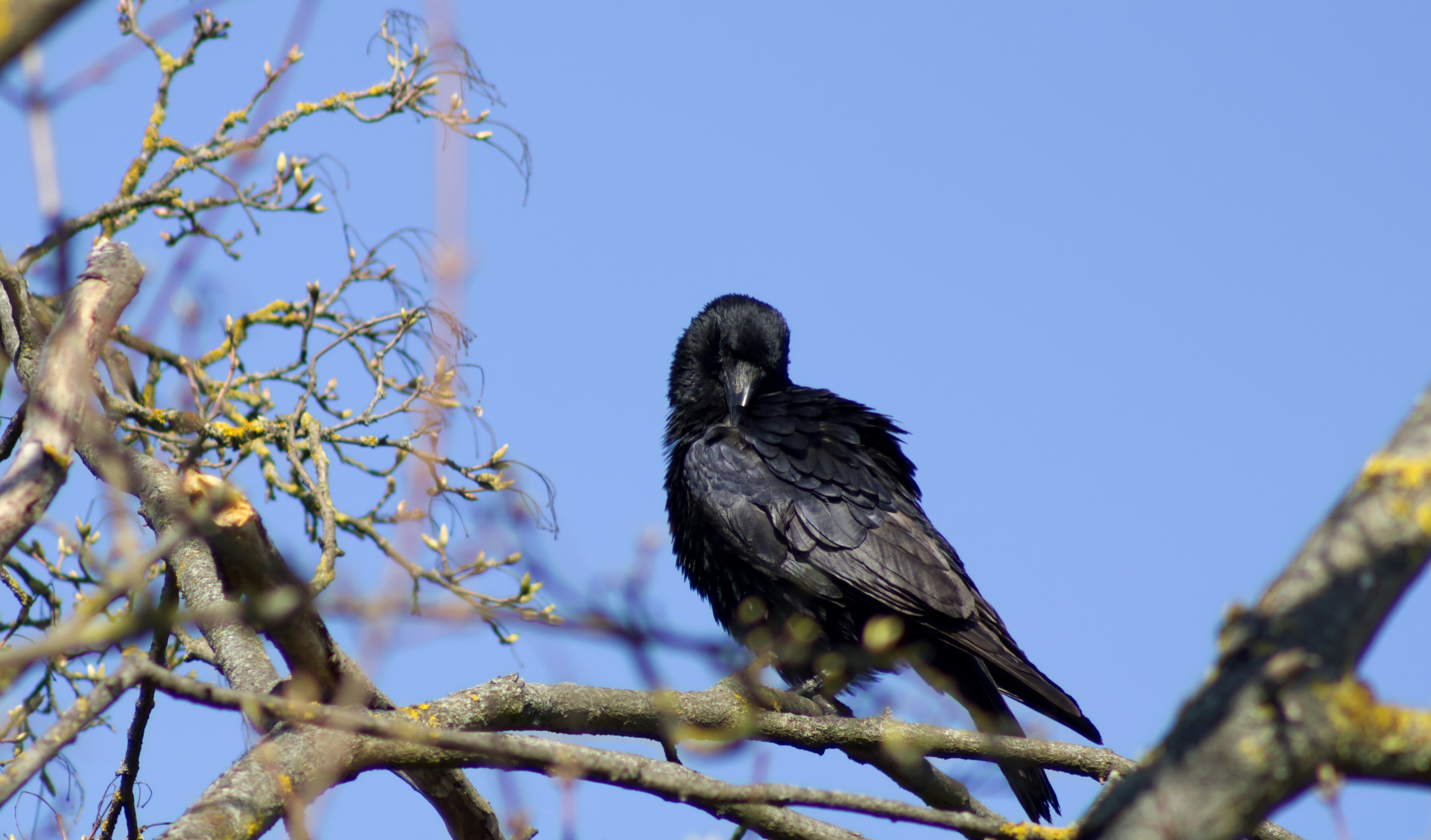 Dark Bird on a Branch Under a Clear Sky