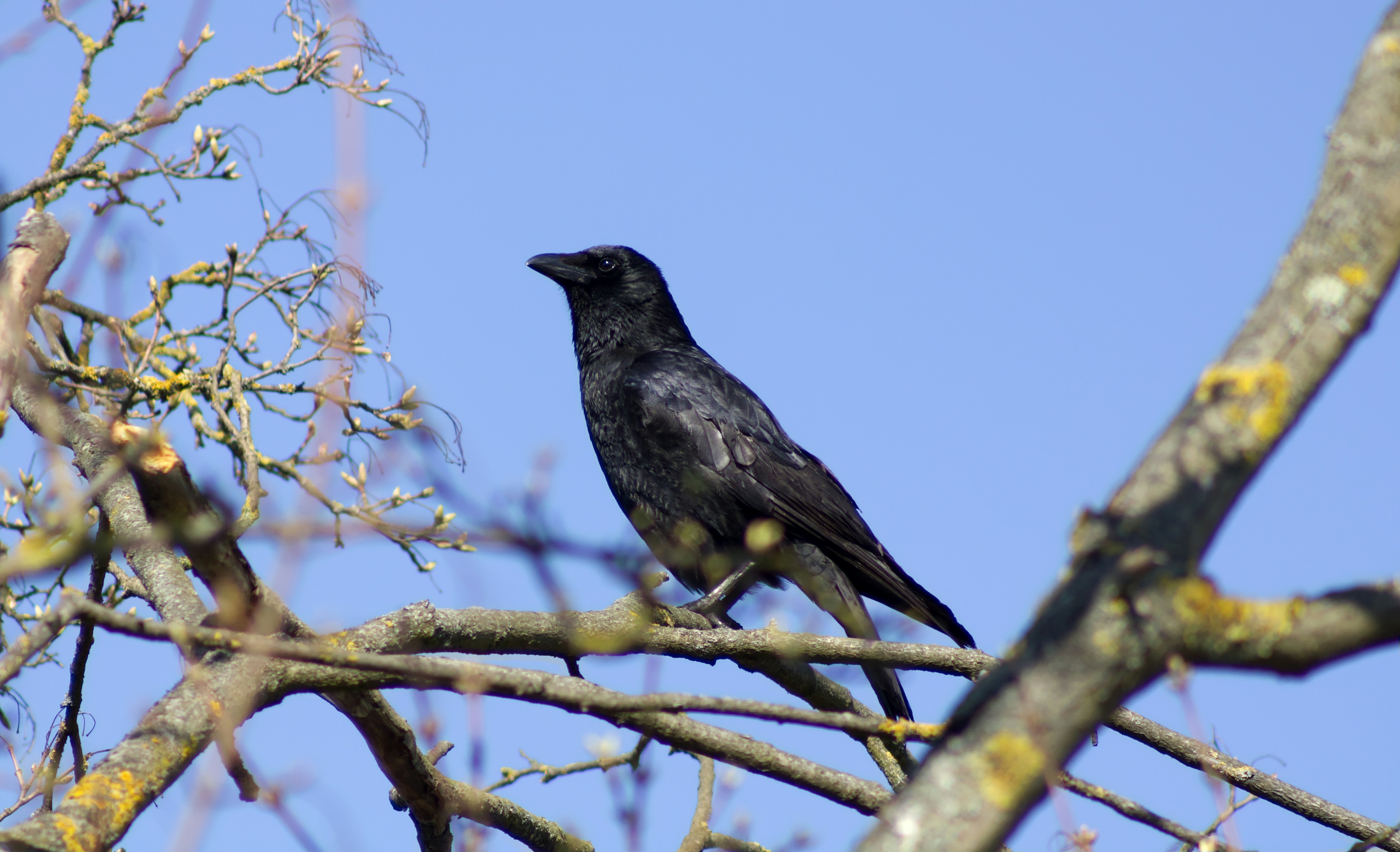 Midair Sentinel: A Blackbird Scans the Blue