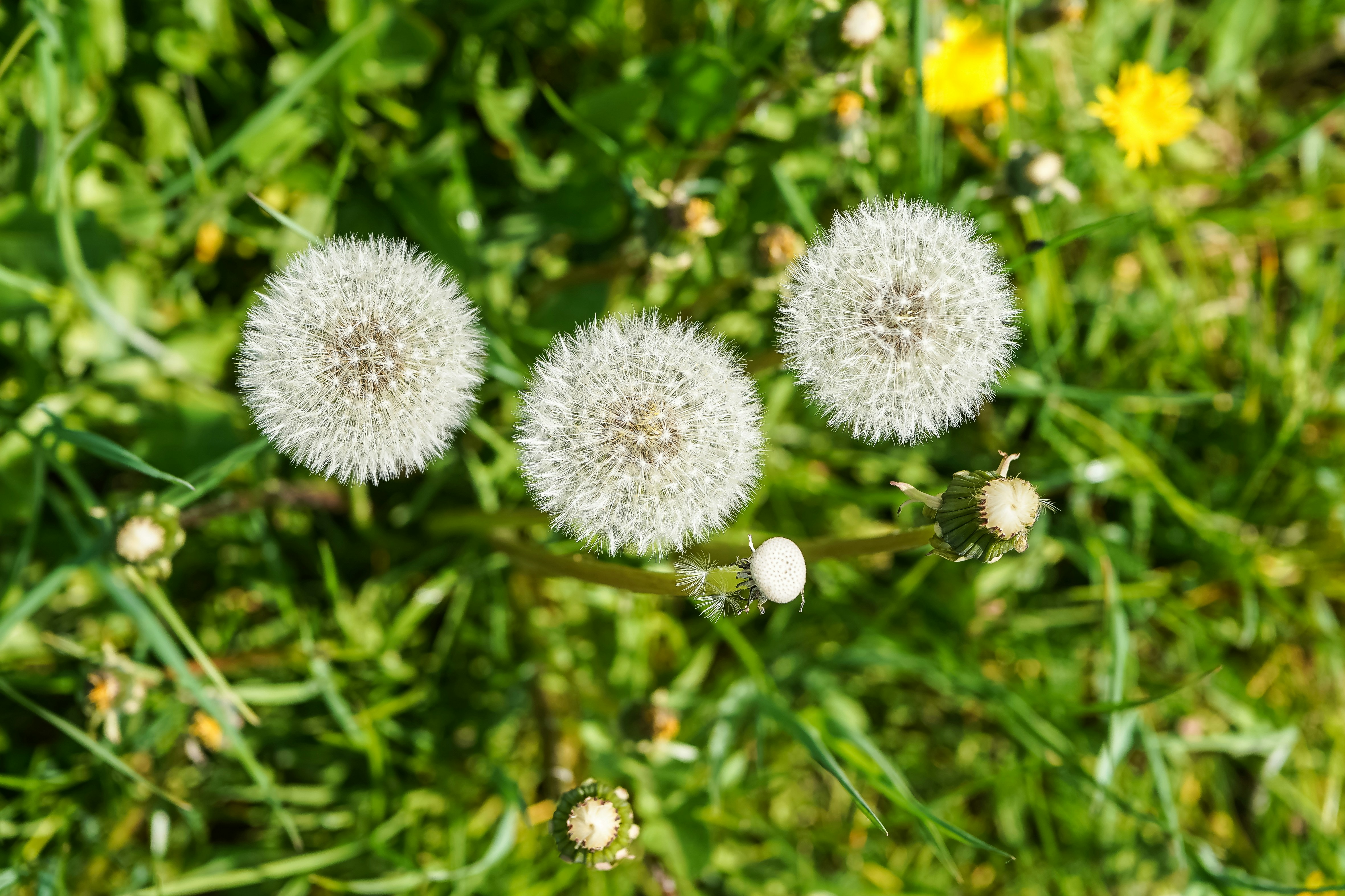 Three Dandelion Moons Hover Over a Meadow Stage