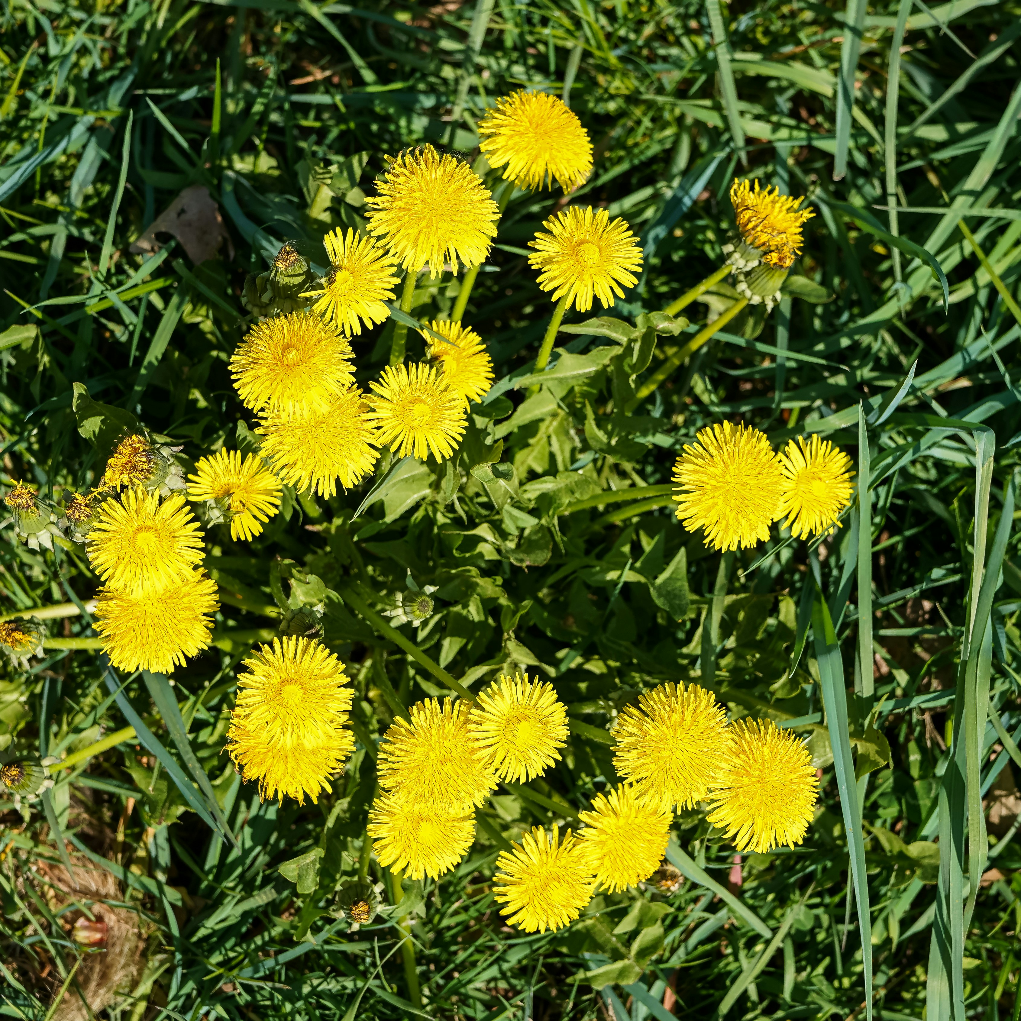 Sunlit Dandelion Cluster: Golden Orbs Among Spring Grasses