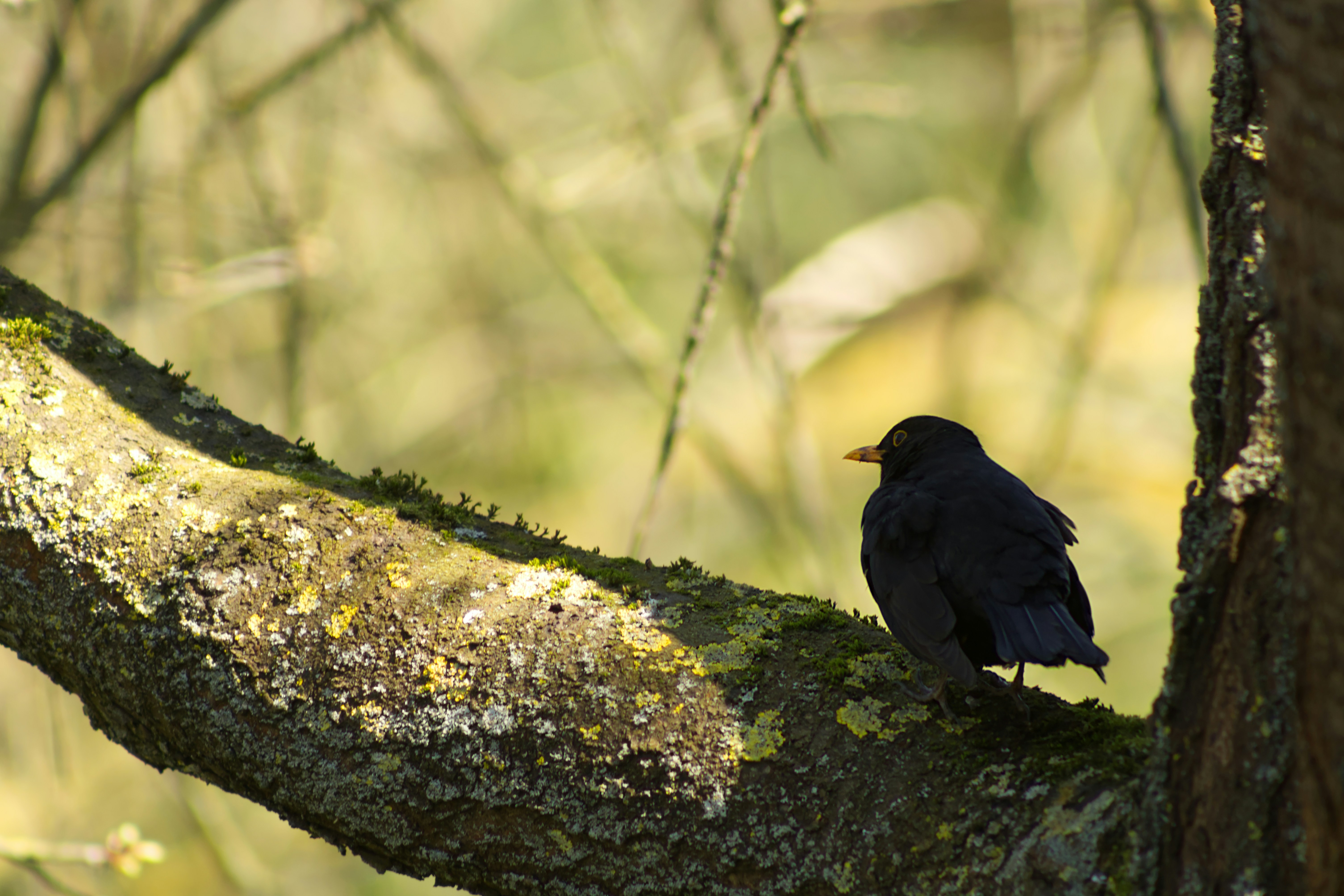 Black Bird on a Mossy Branch in Sunlit Forest