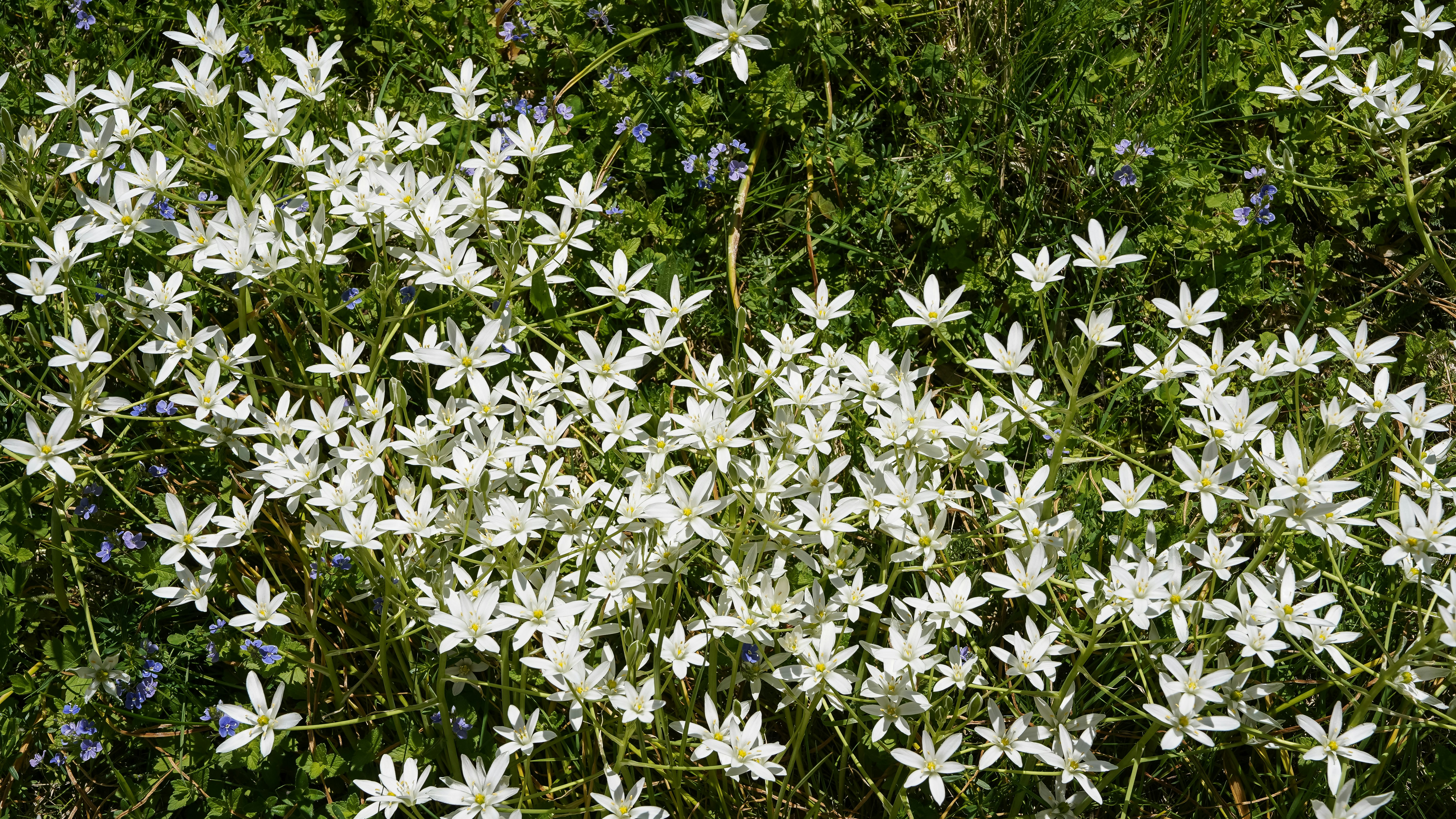 Field of Star-White Blooms: A Sea of Nive Flowers in Bloom