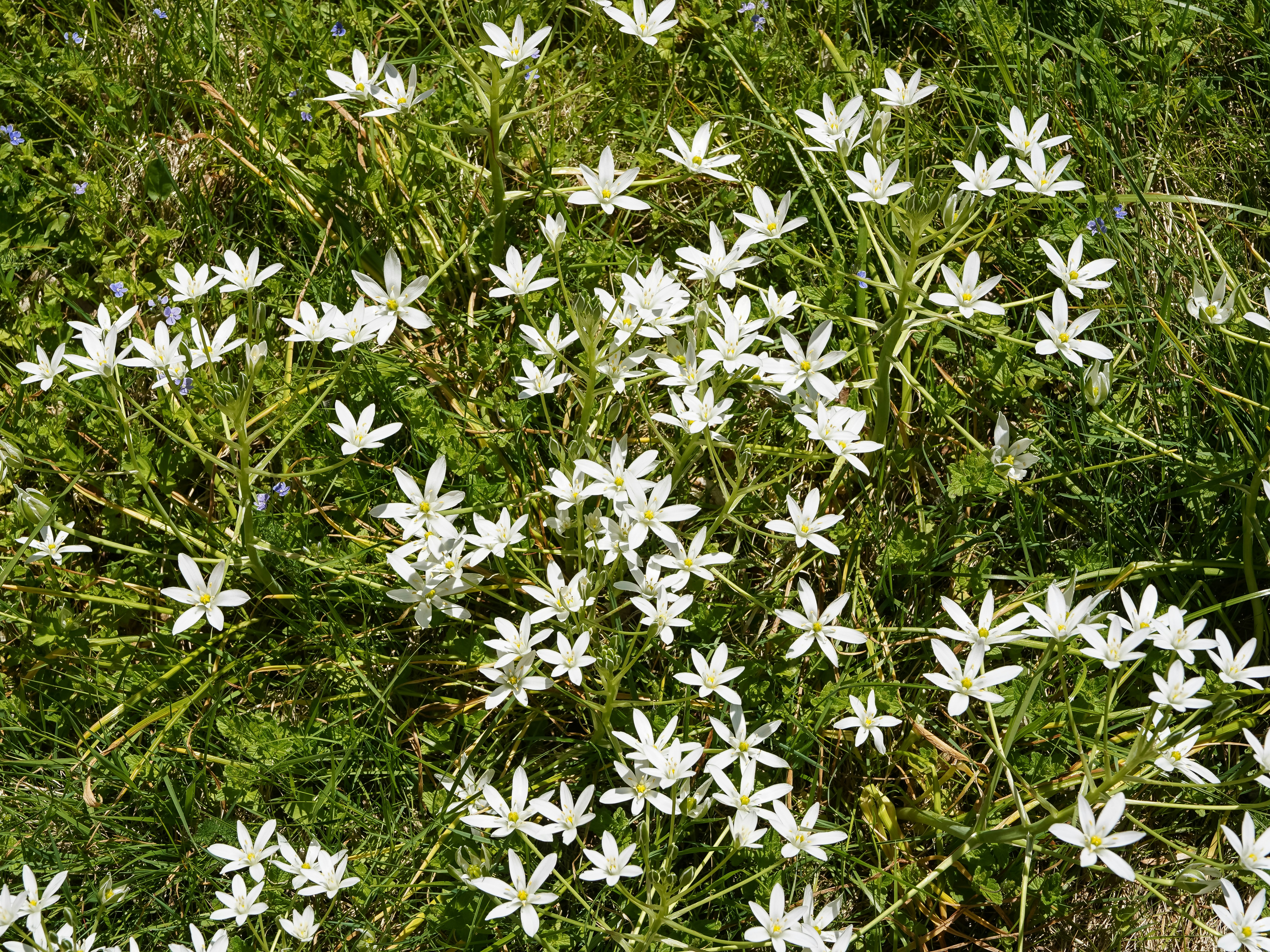White Starlets in a Meadow: A Sunlit Patchwork of Bloom