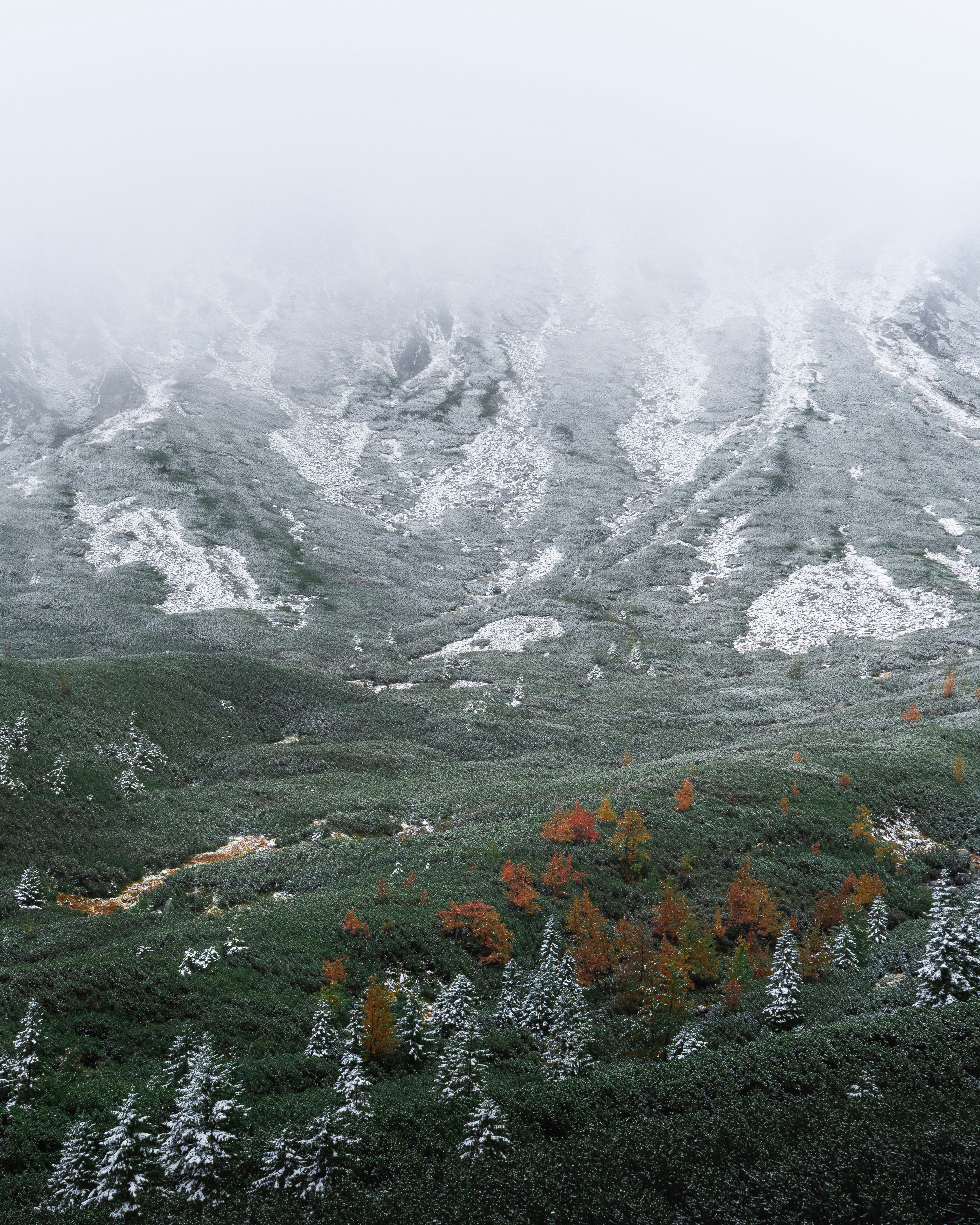Mist Veil Over Alpine Pines