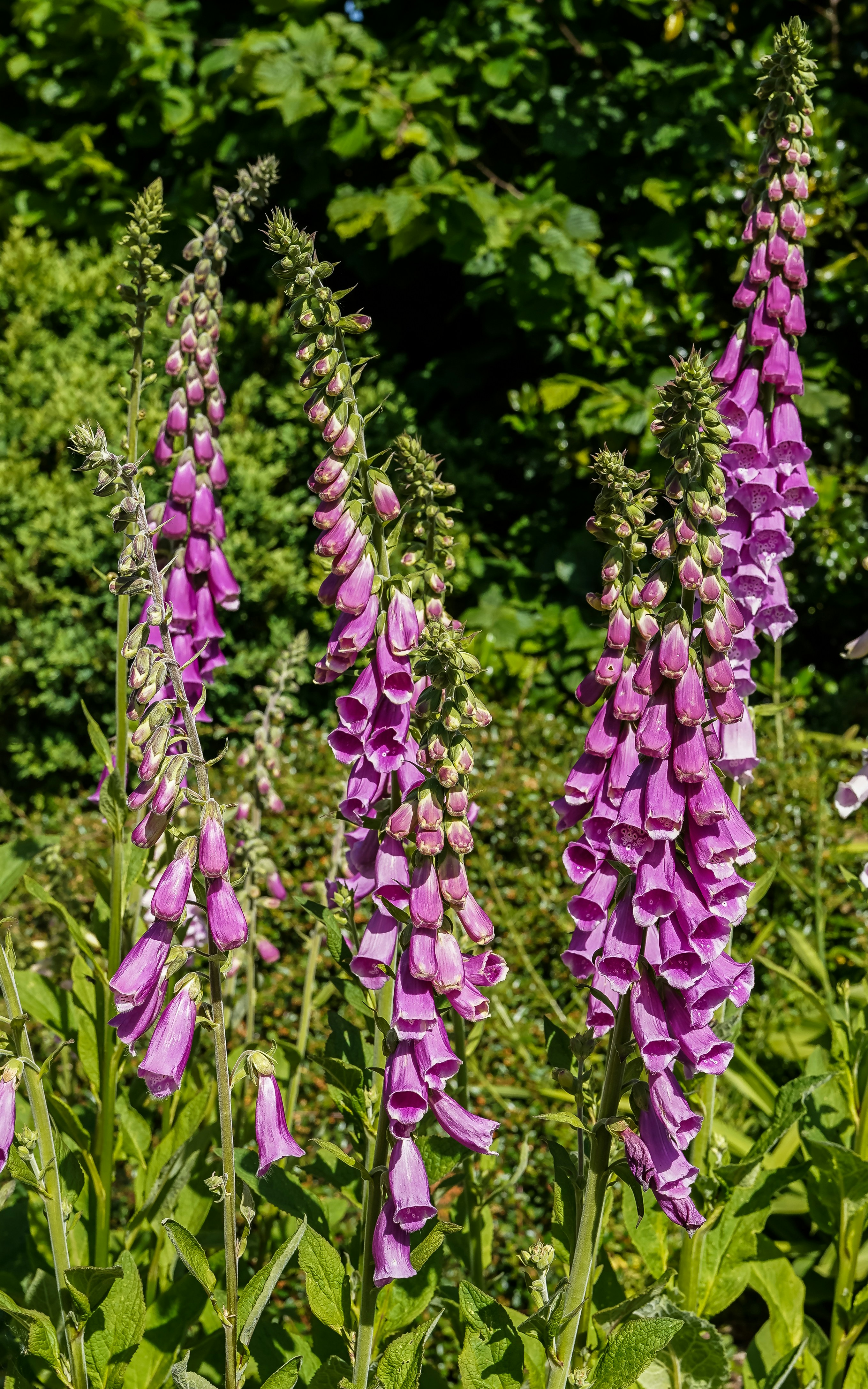 Towering Foxglove Spires in a Sunlit Border
