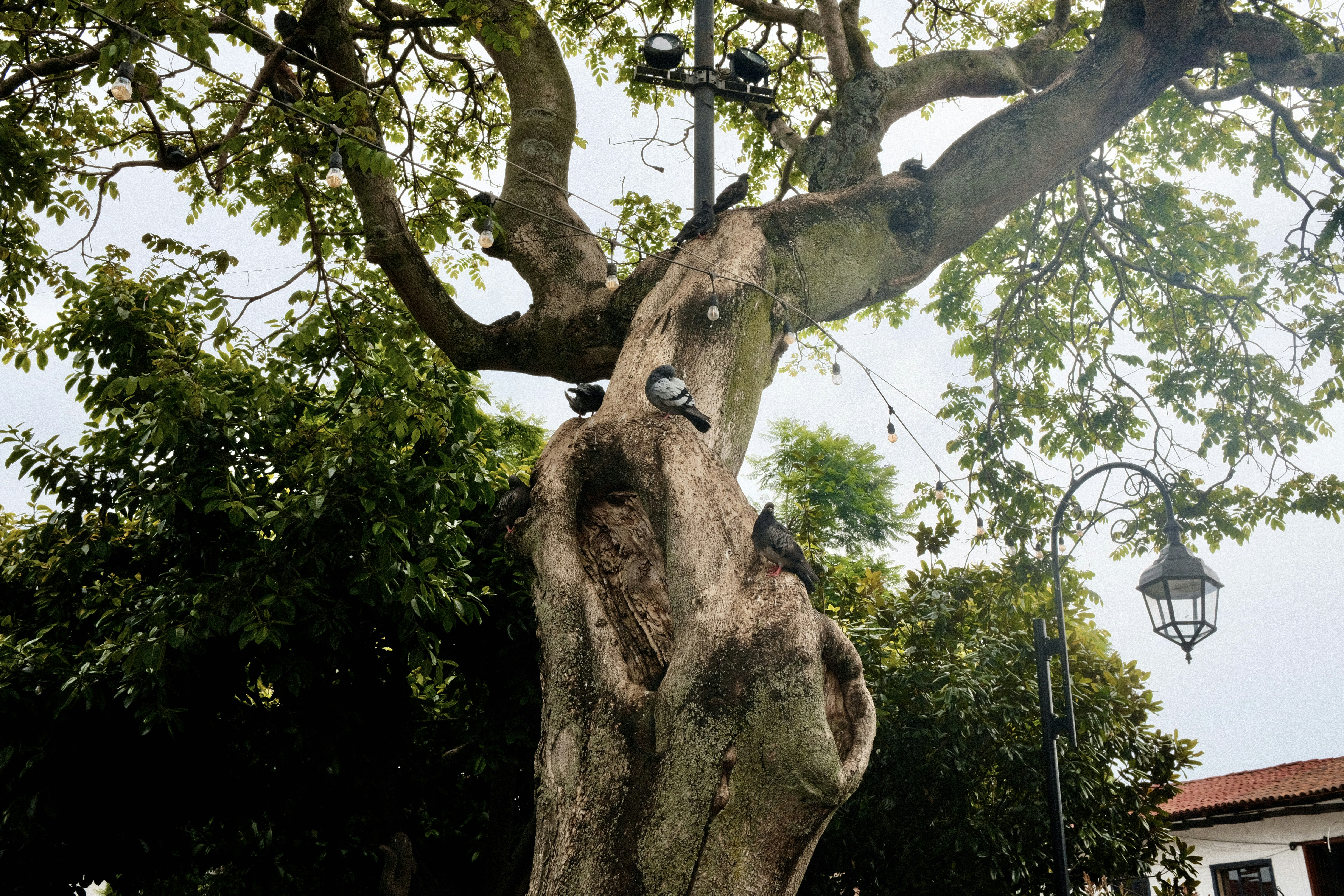 Ancient Tree with Embracing Trunk and Nearby Lanterns
