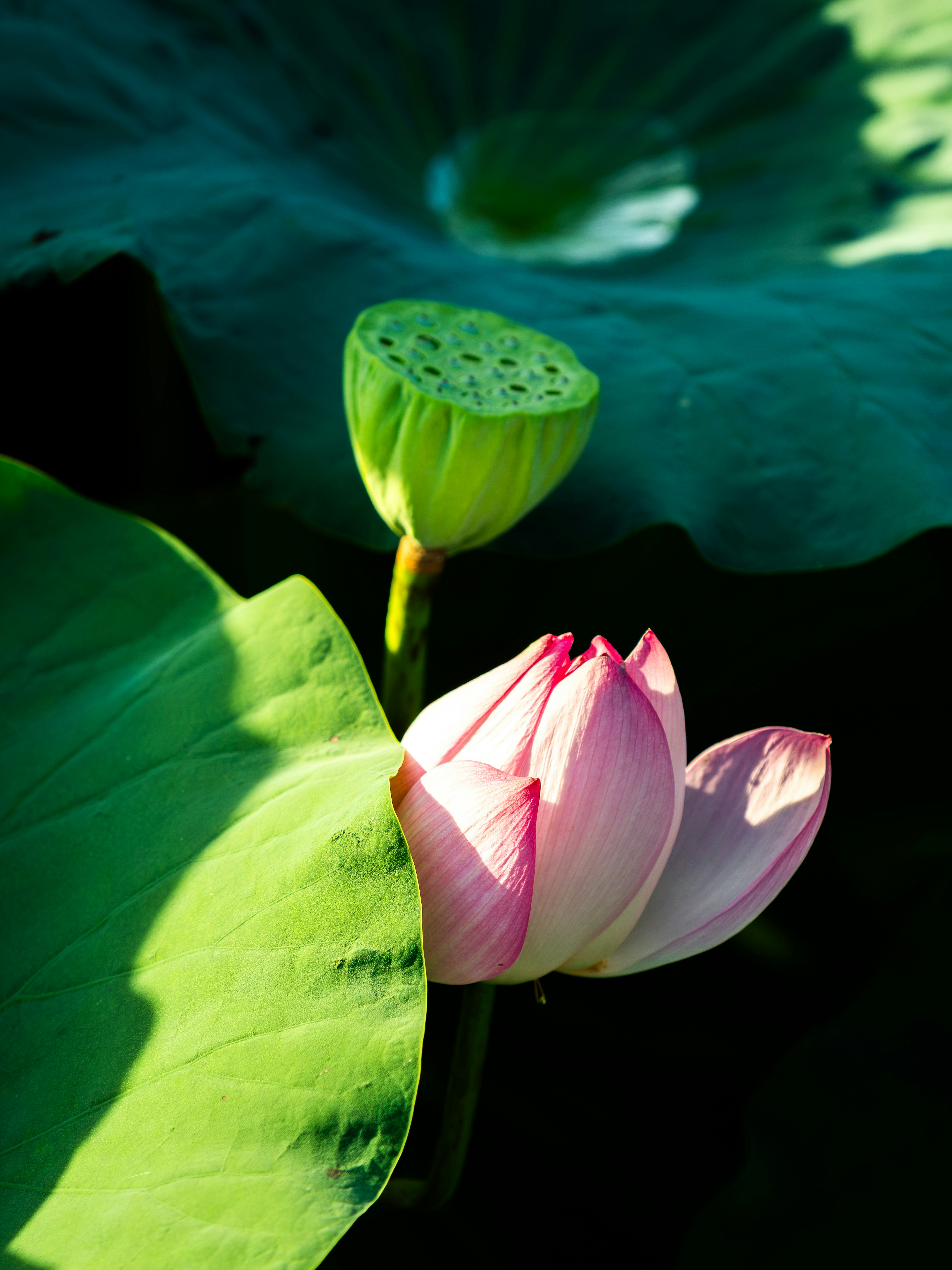 Pink Lotus Bud Emerges from Shadowed Green Pads