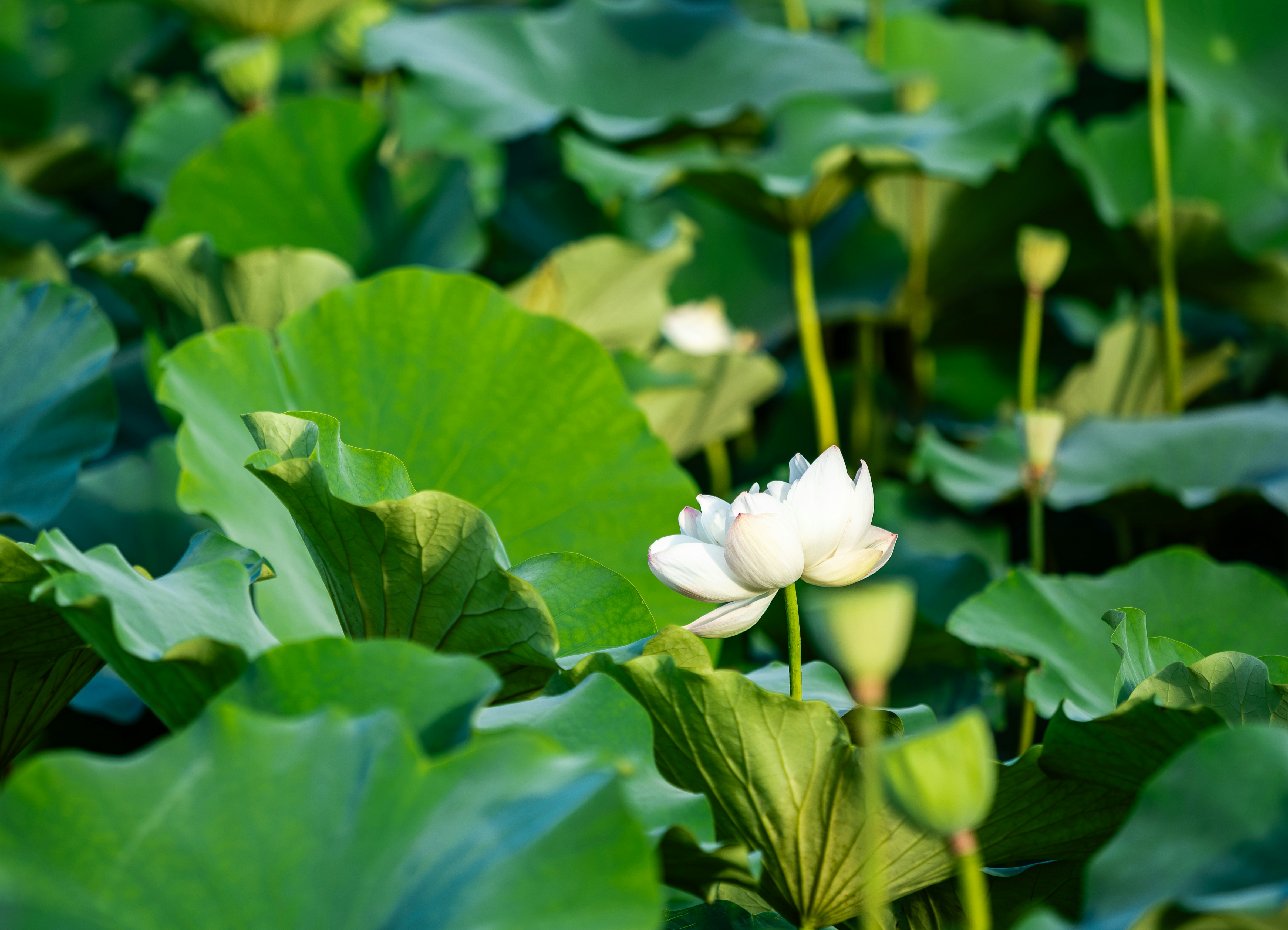 White Lotus Bloom Looms Among Green Canopy