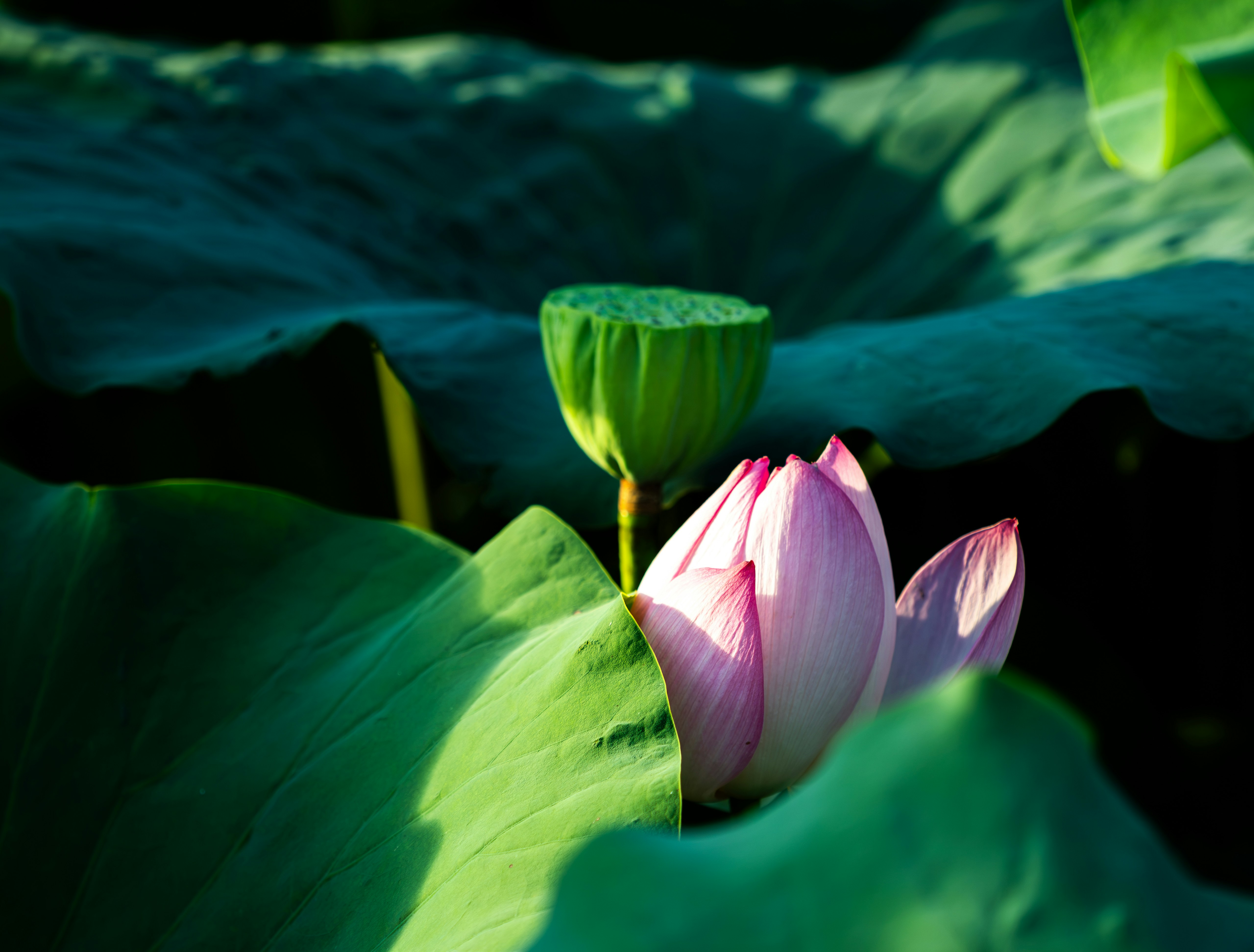 Pink Lotus Bud Emerging Between Quiet Green Leaves