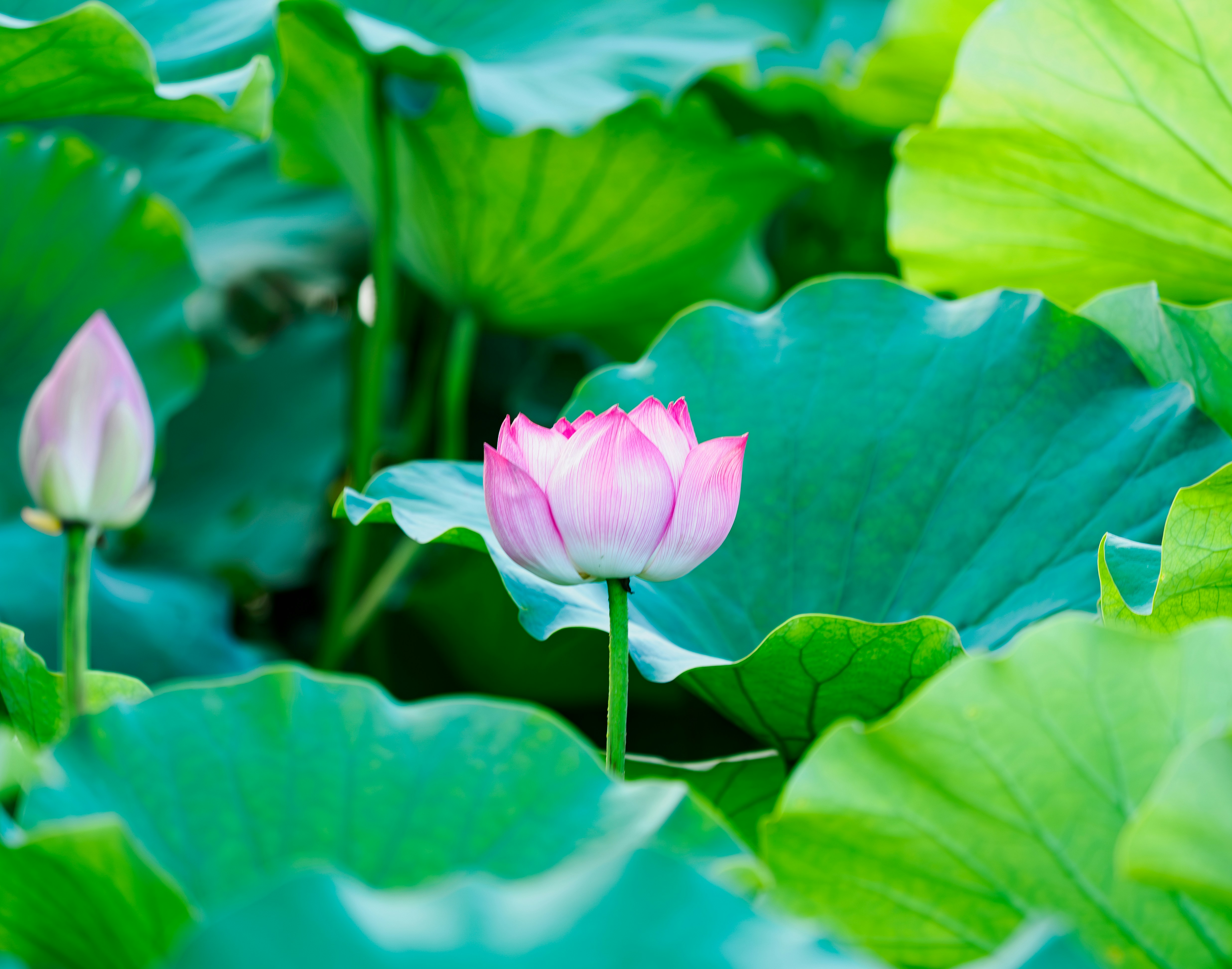 Pink Lotus Among Emerald Canopies