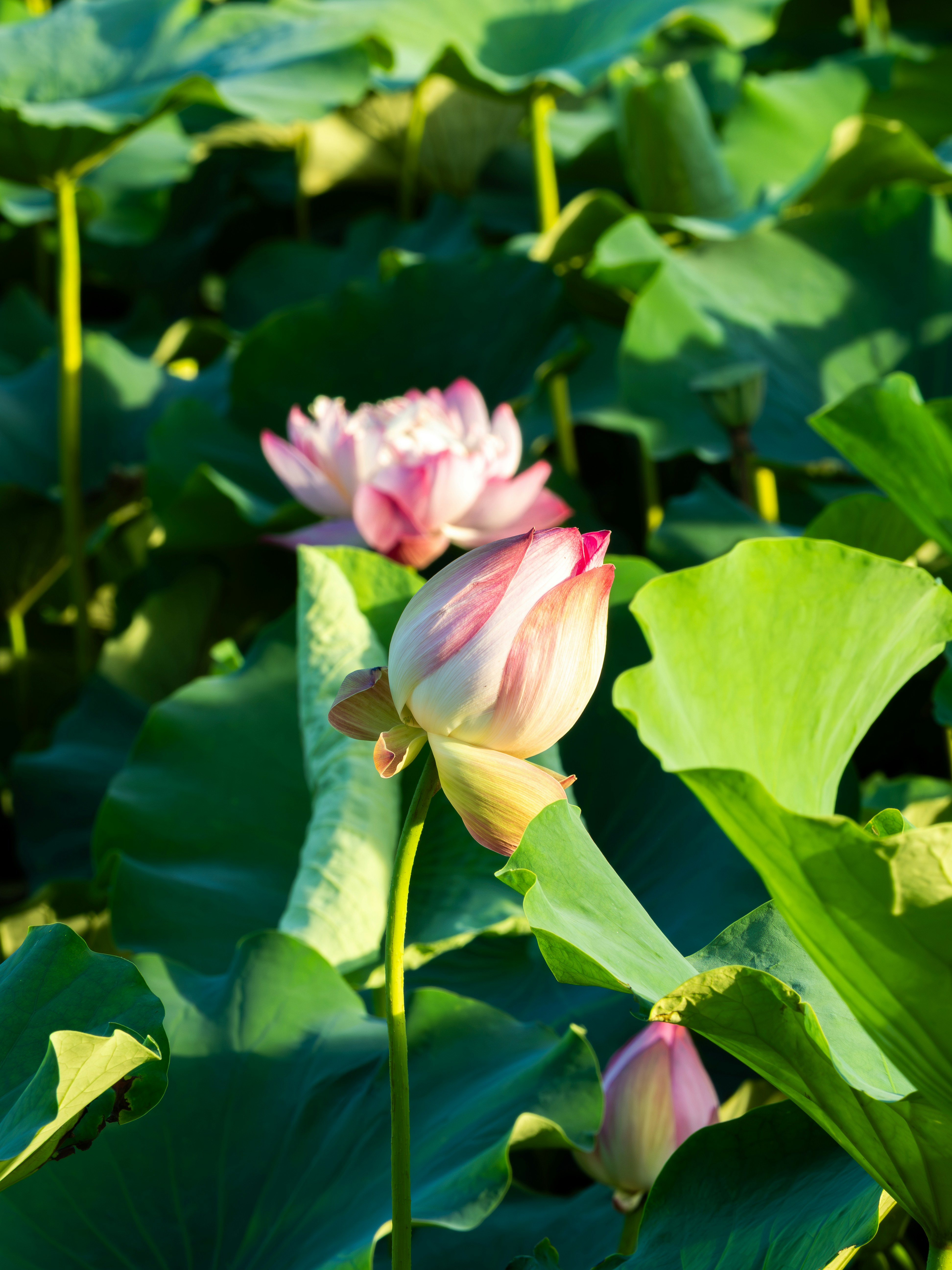 Rosy Lotus in Soft Backlight Among Green Pads