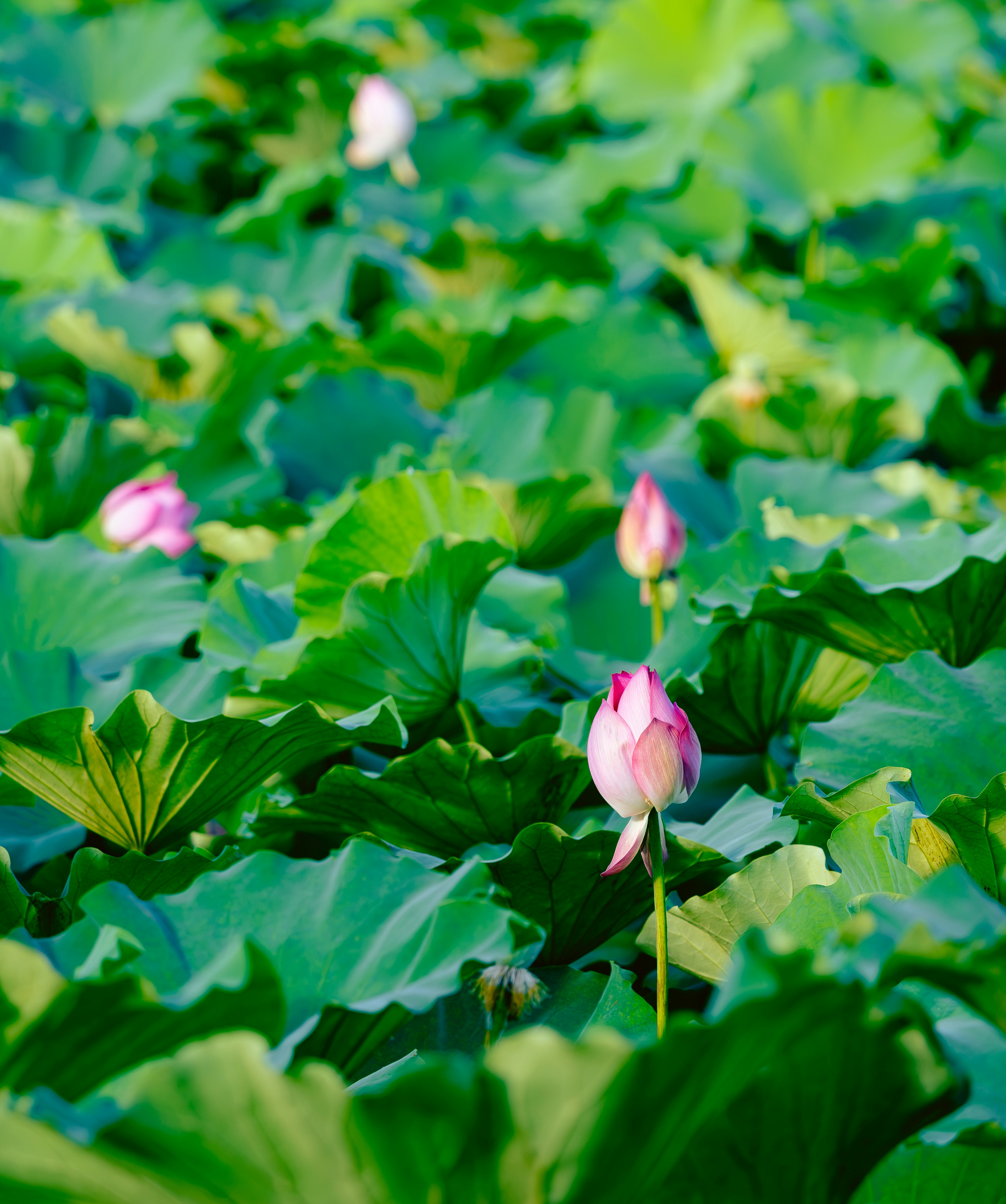 Pink Lotus Buds Rise Through a Sea of Green Leaves