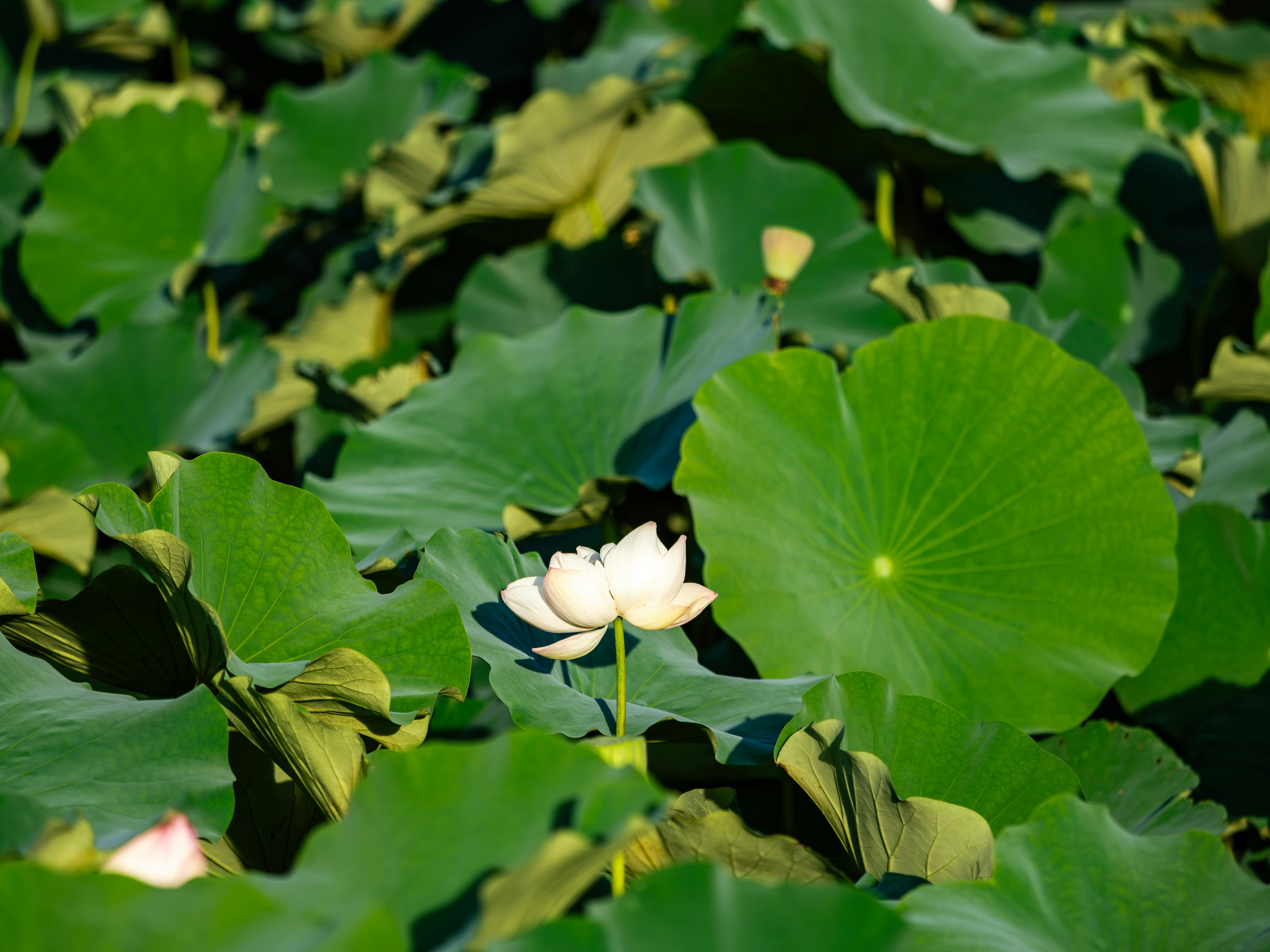 White Lotus Amidst Emerald Pads