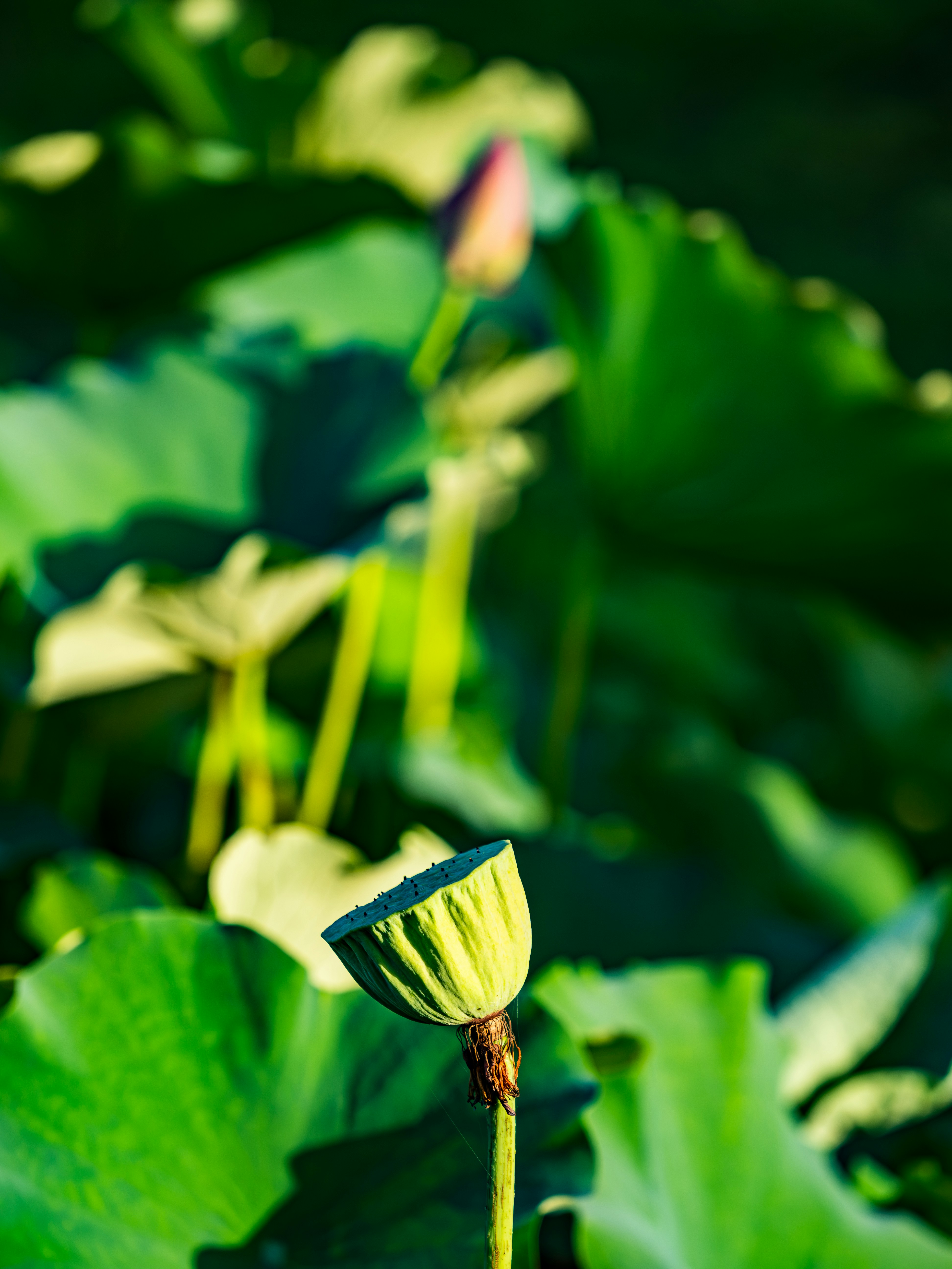 Emerging Seed Pod: A Quiet Moment Among Lotus Leaves