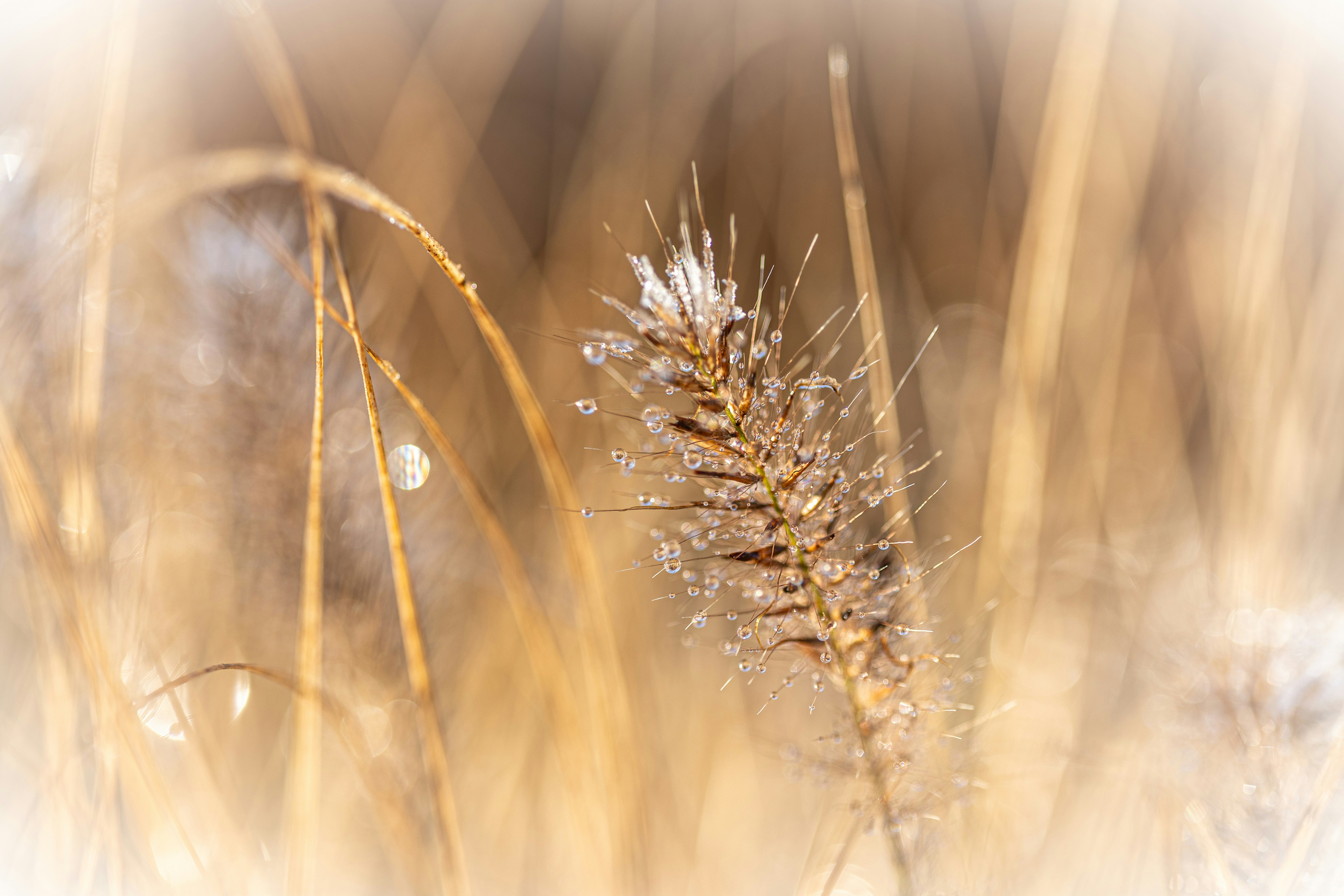 Dawn Dew on a Wild Spike