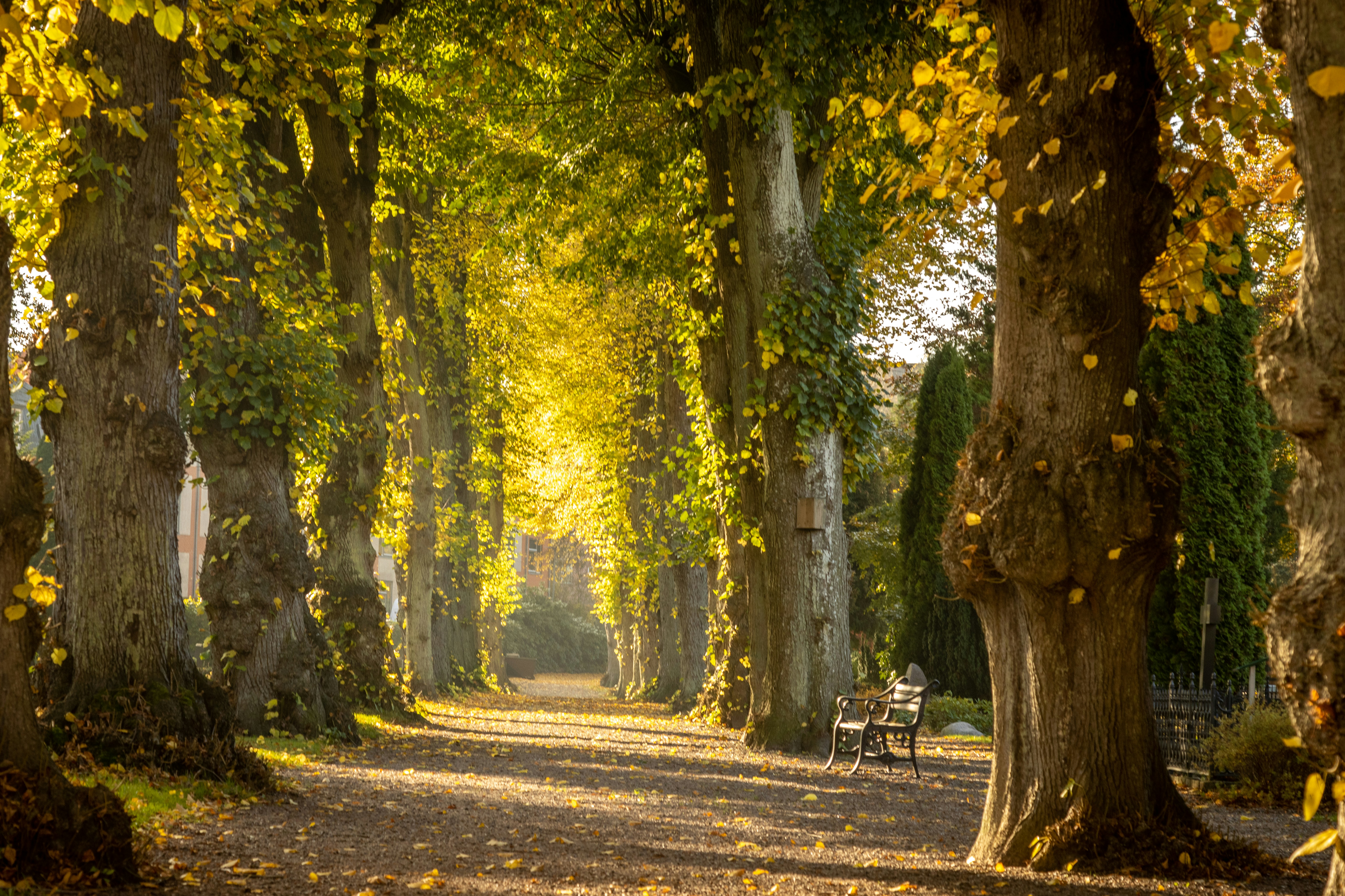 Autumn Avenue: A Quiet Path Through Golden Light