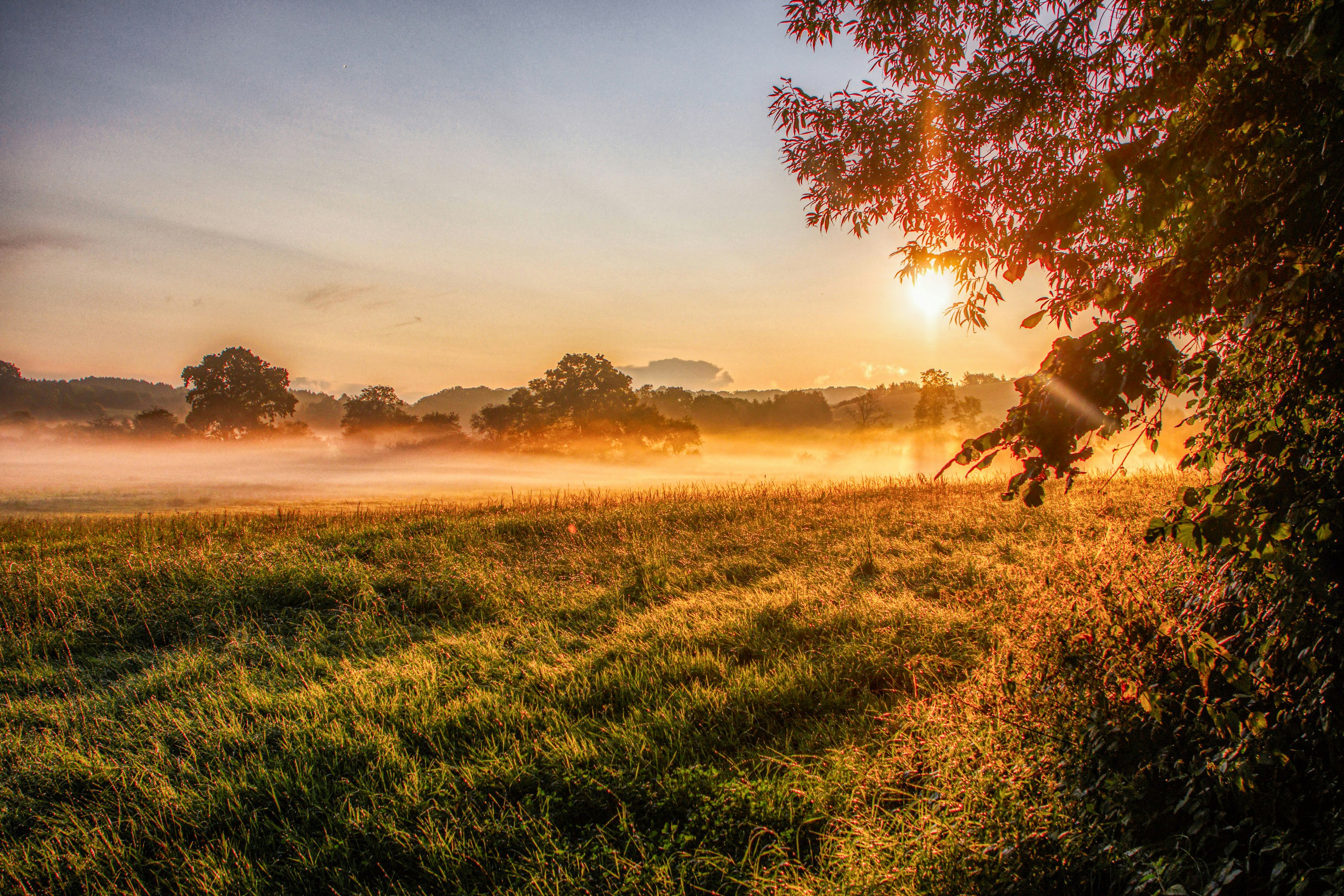 Golden hour field scene with low-lying mist and sunlit trees along the right edge; the horizon line and fog create depth in a tranquil rural landscape.