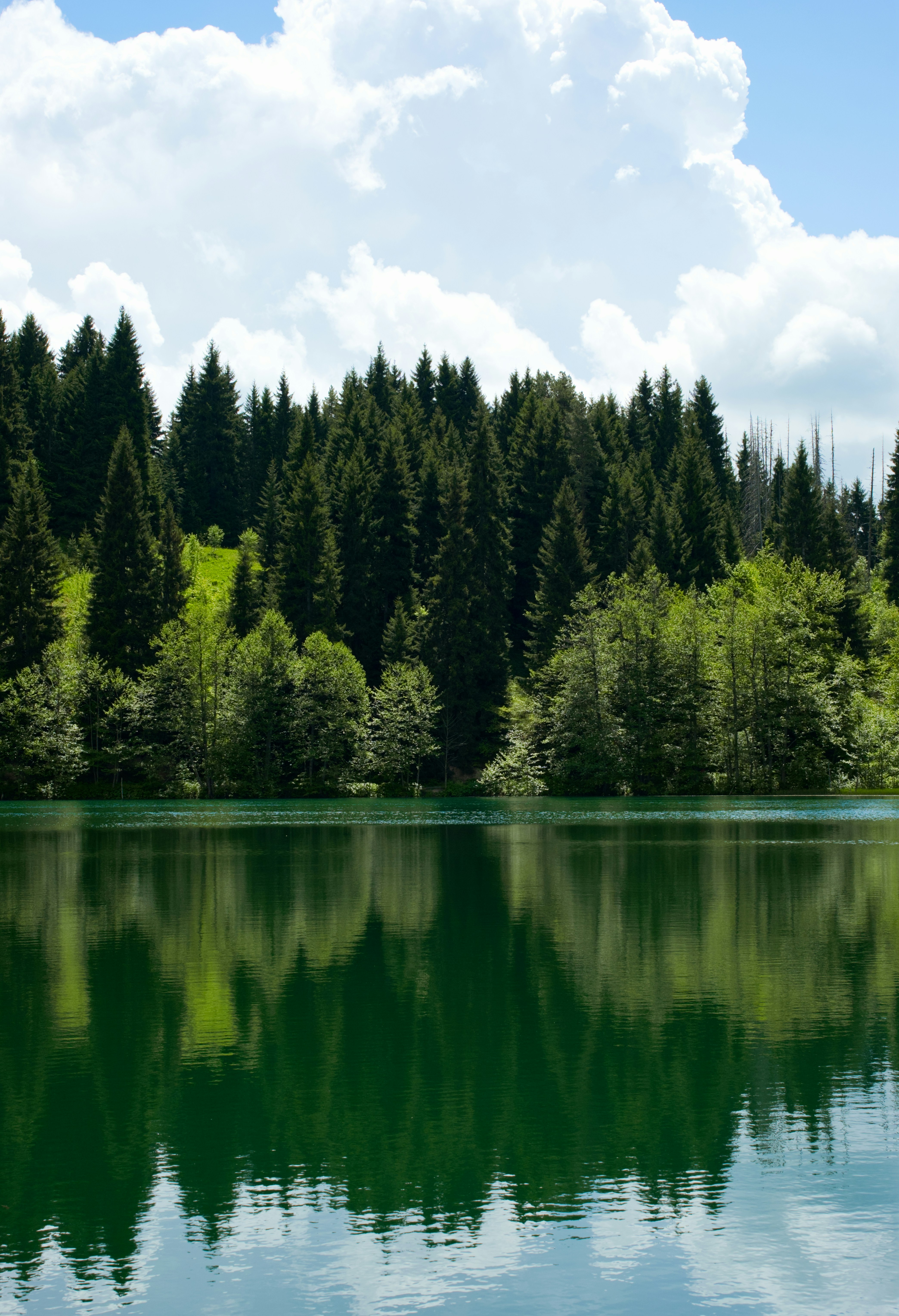 Emerald Lake Reflections: Conifer Row at Dusk-Tone Water