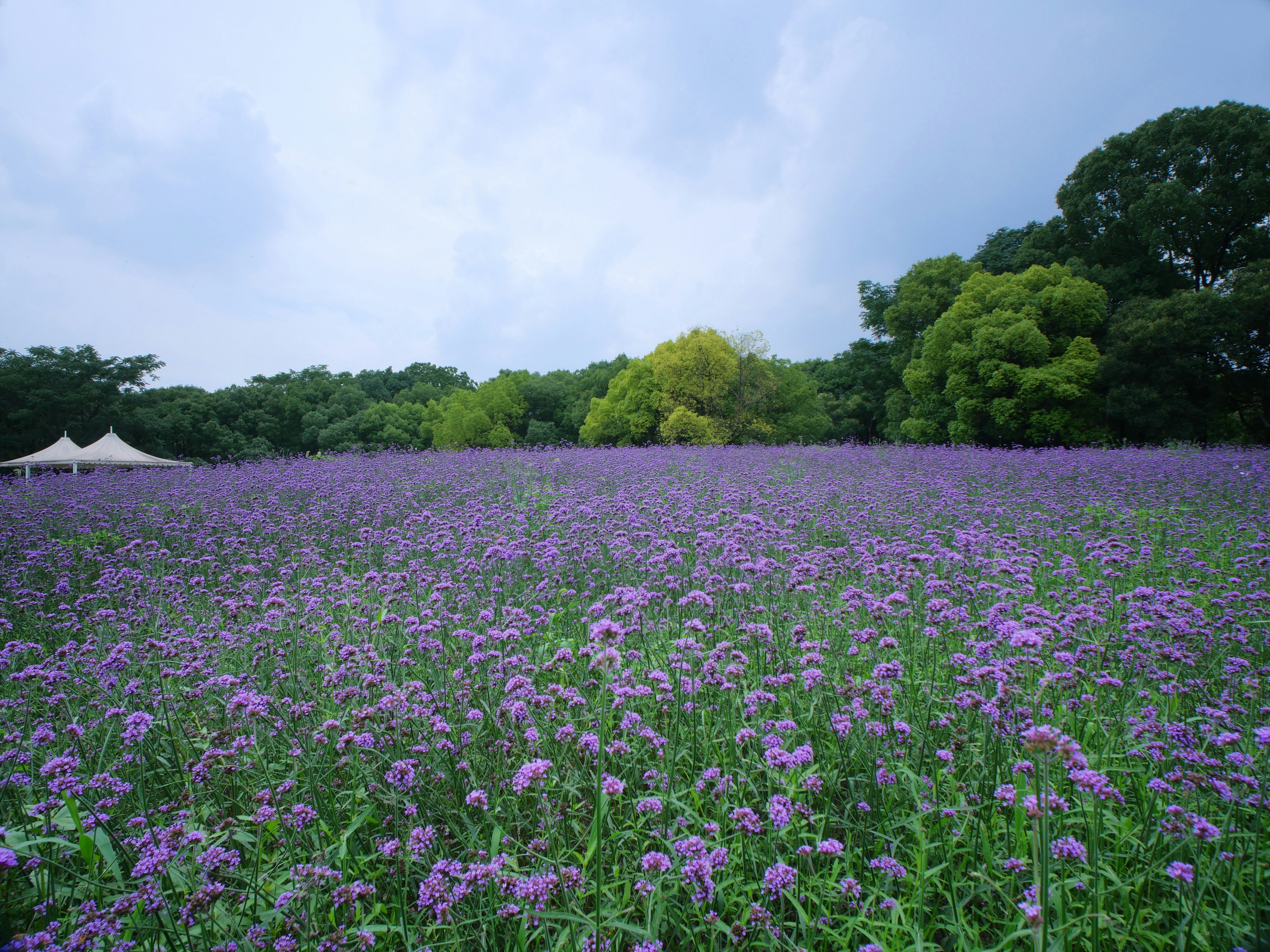 Purple Sea in the Park: A Vast Field of Blooms Under a Quiet Sky